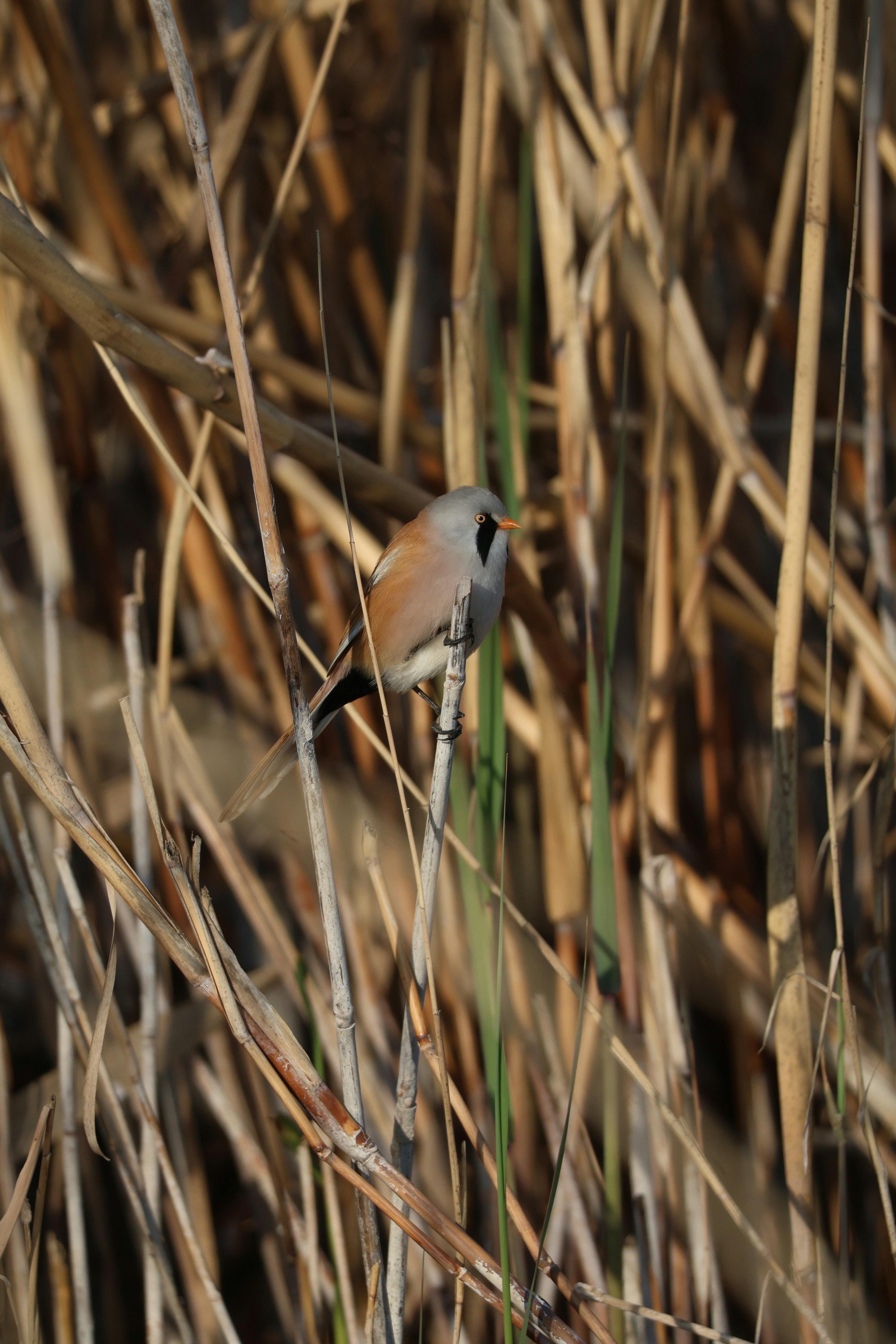 Bearded Reedling Bird Among Reeds in Natural Habitat · Free Stock Photo
