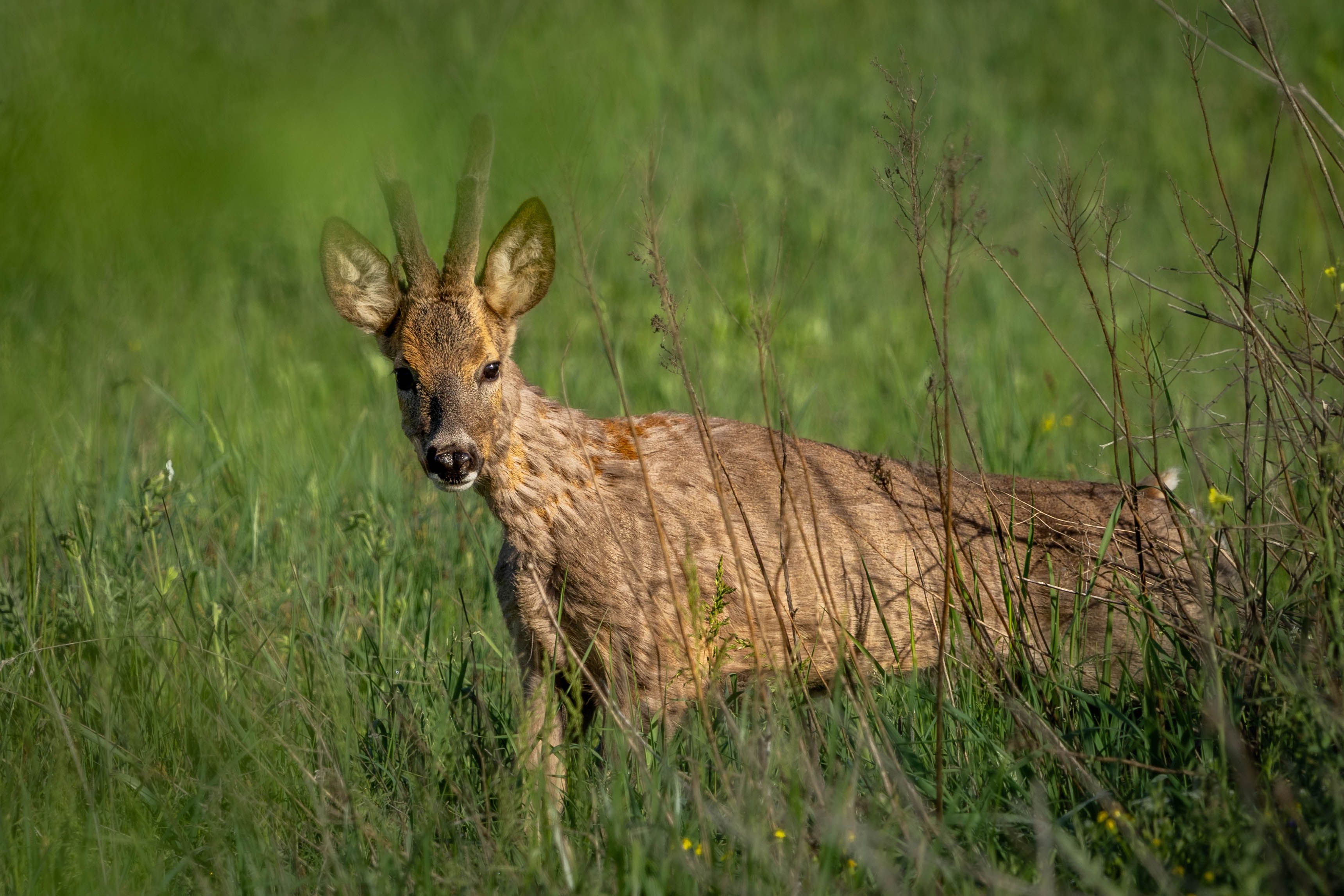 Chinese Water Deer in Lush Green Meadow · Free Stock Photo