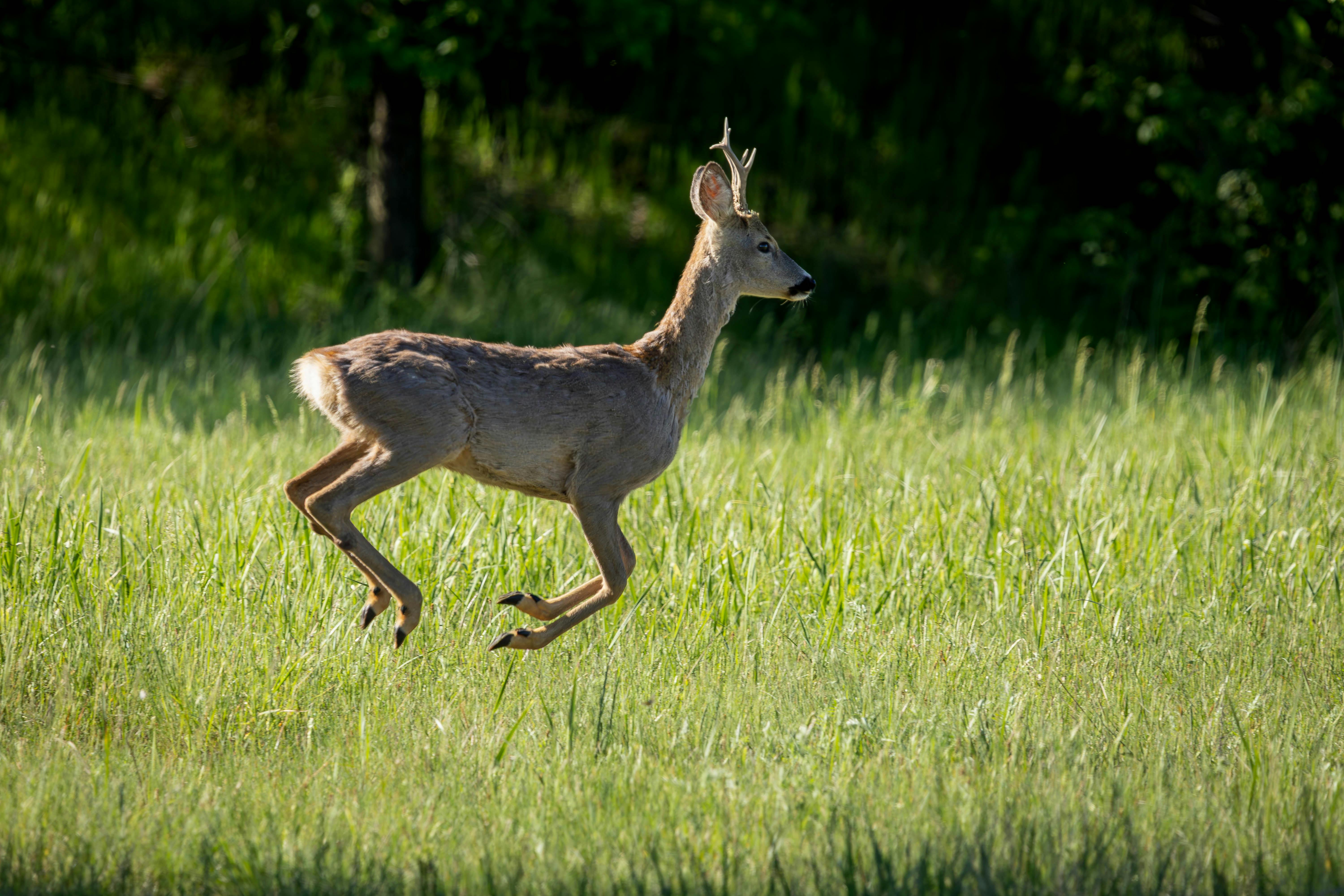 Republic Day Animation Photos, Download The BEST Free Republic Day ...