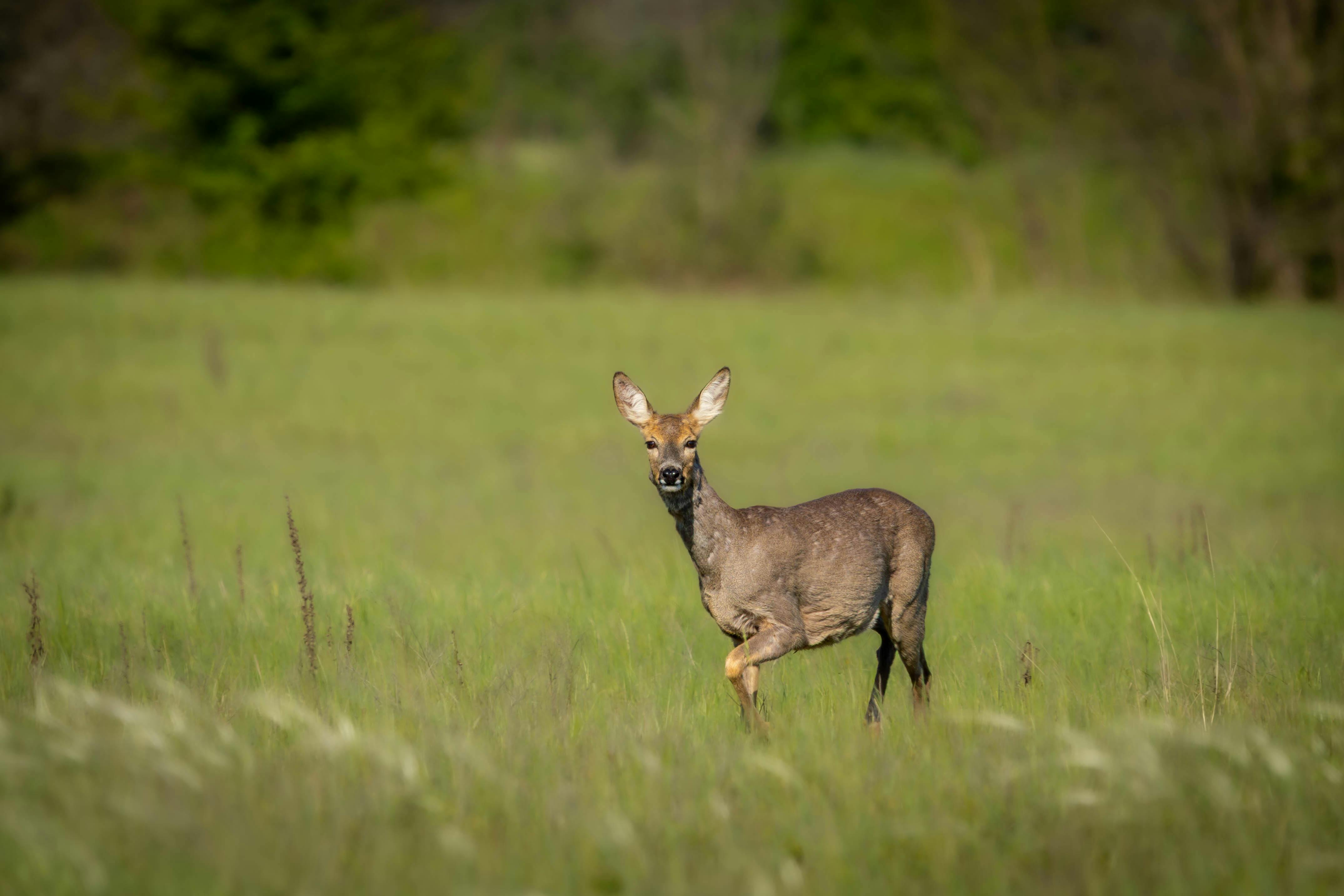 Wildlife Animals In Forest Photos, Download The BEST Free Wildlife ...