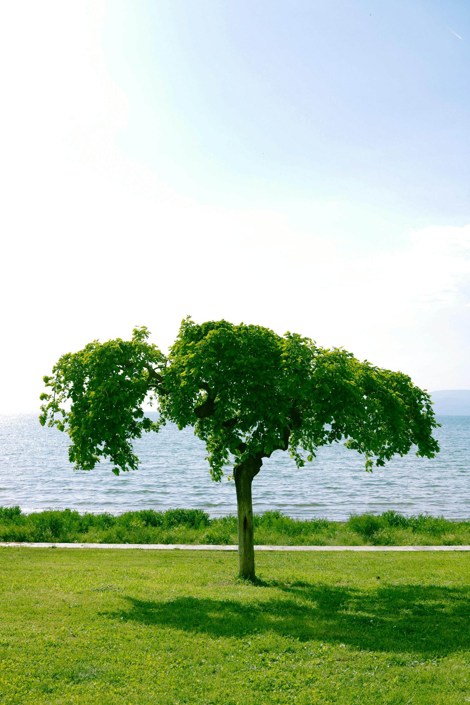 Single Tree Photos, Download The BEST Free Single Tree Stock Photos ...