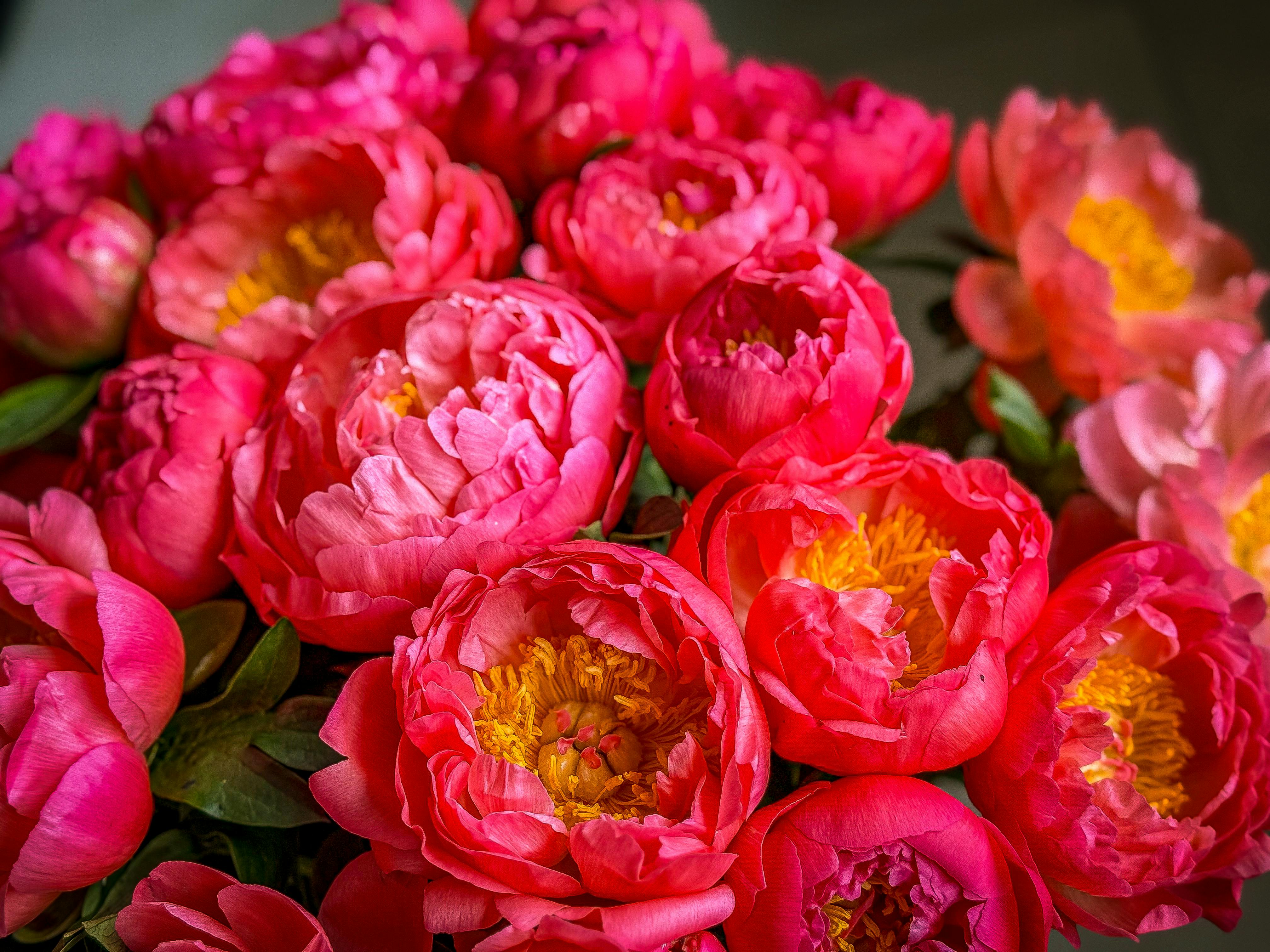 Vibrant Pink Peonies in Full Bloom · Free Stock Photo