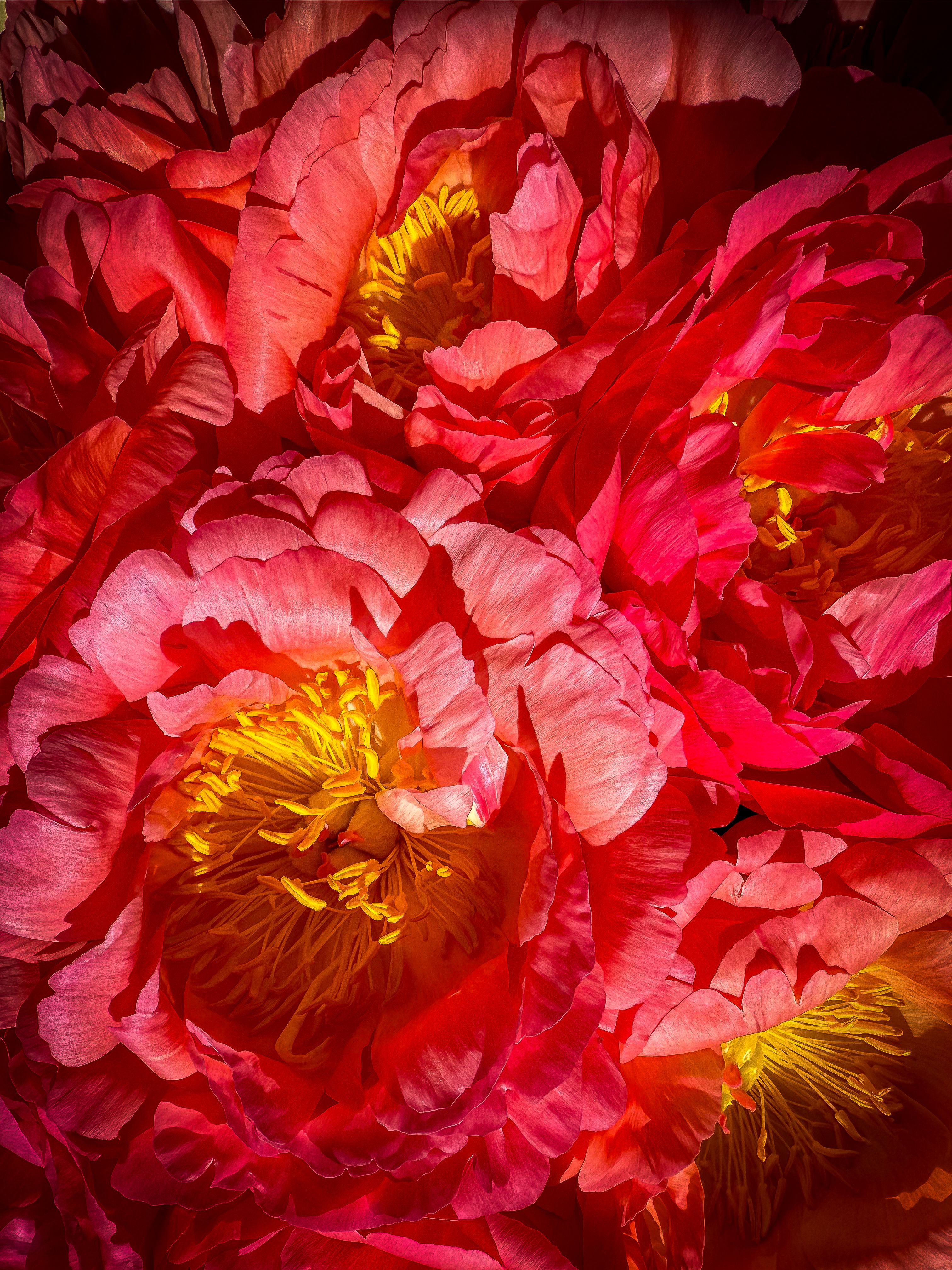 Vibrant Red Peonies in Full Bloom Close-Up · Free Stock Photo