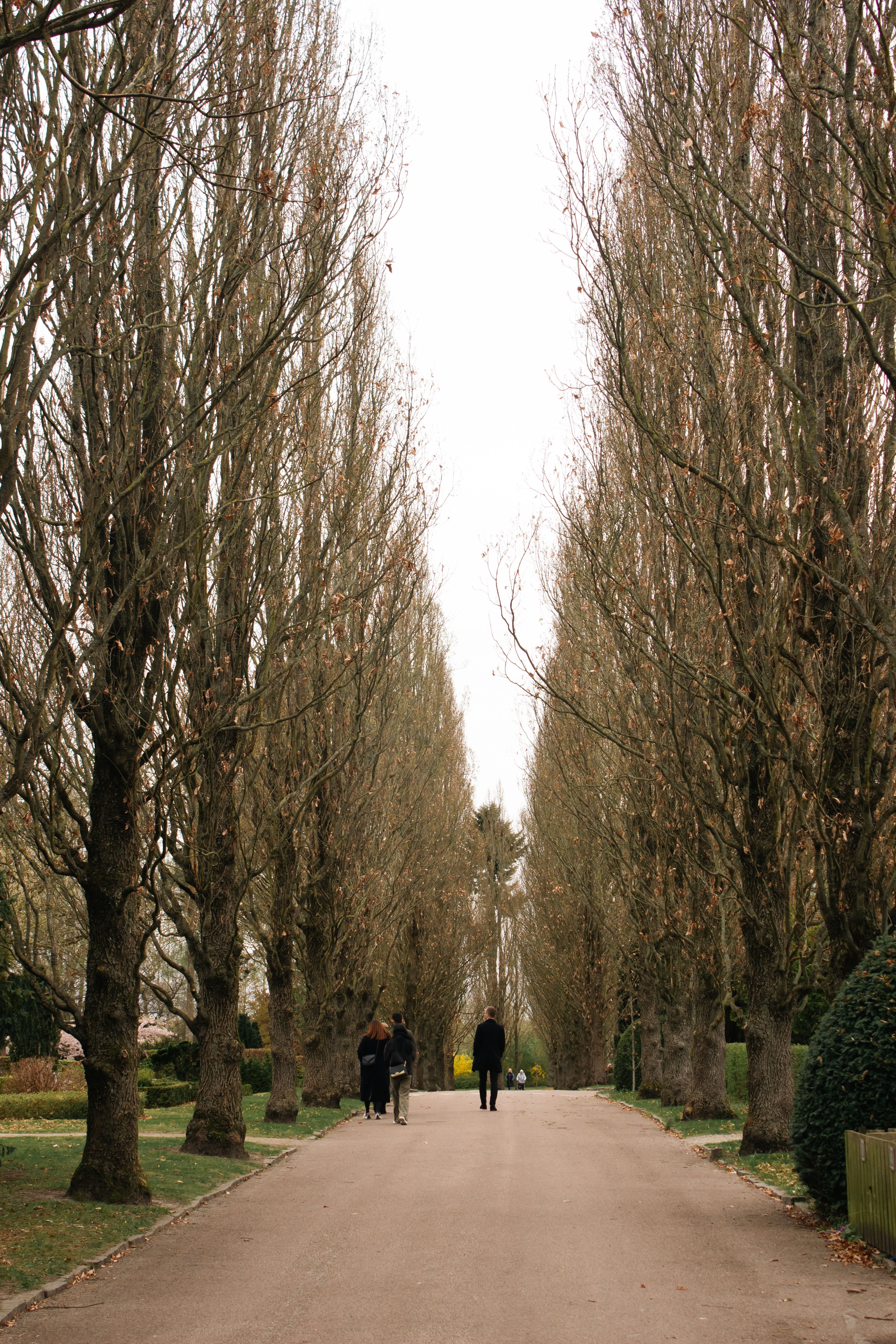 Tree-lined Pathway in a Serene Park Setting · Free Stock Photo