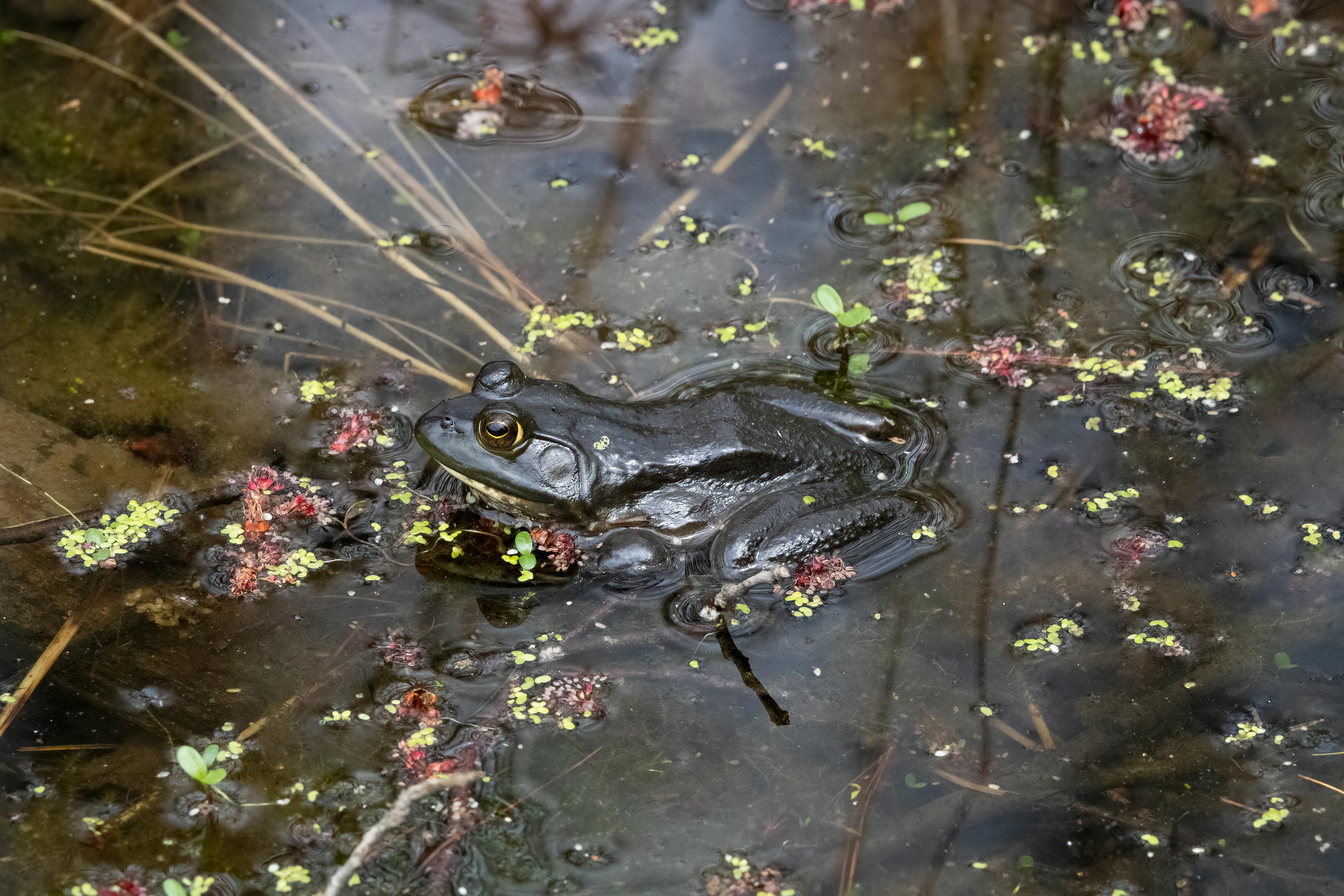 Raj Bog Photos, Download The BEST Free Raj Bog Stock Photos & HD Images