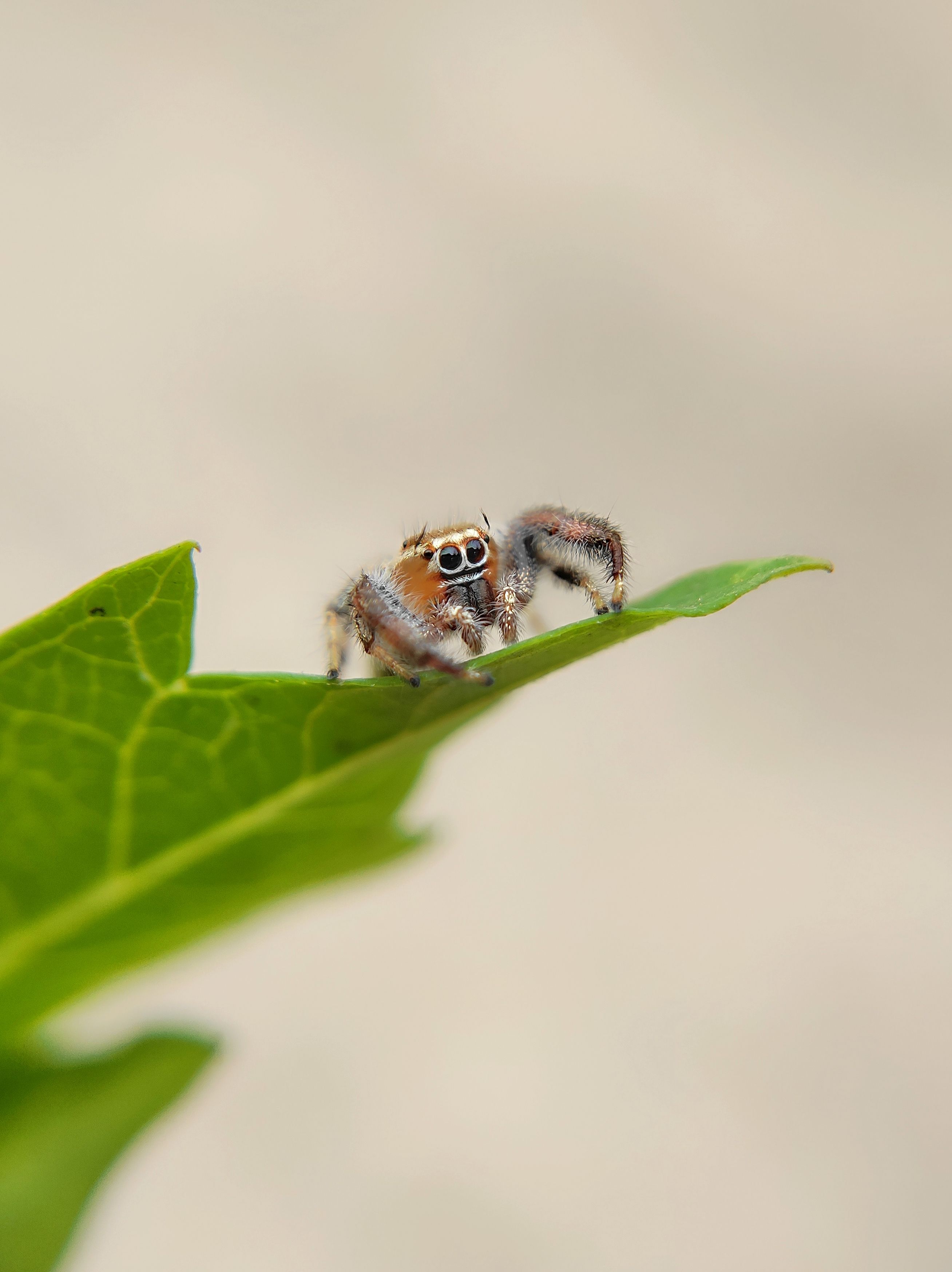 Close-up Shot of a Jumping Spider on a Leaf · Free Stock Photo