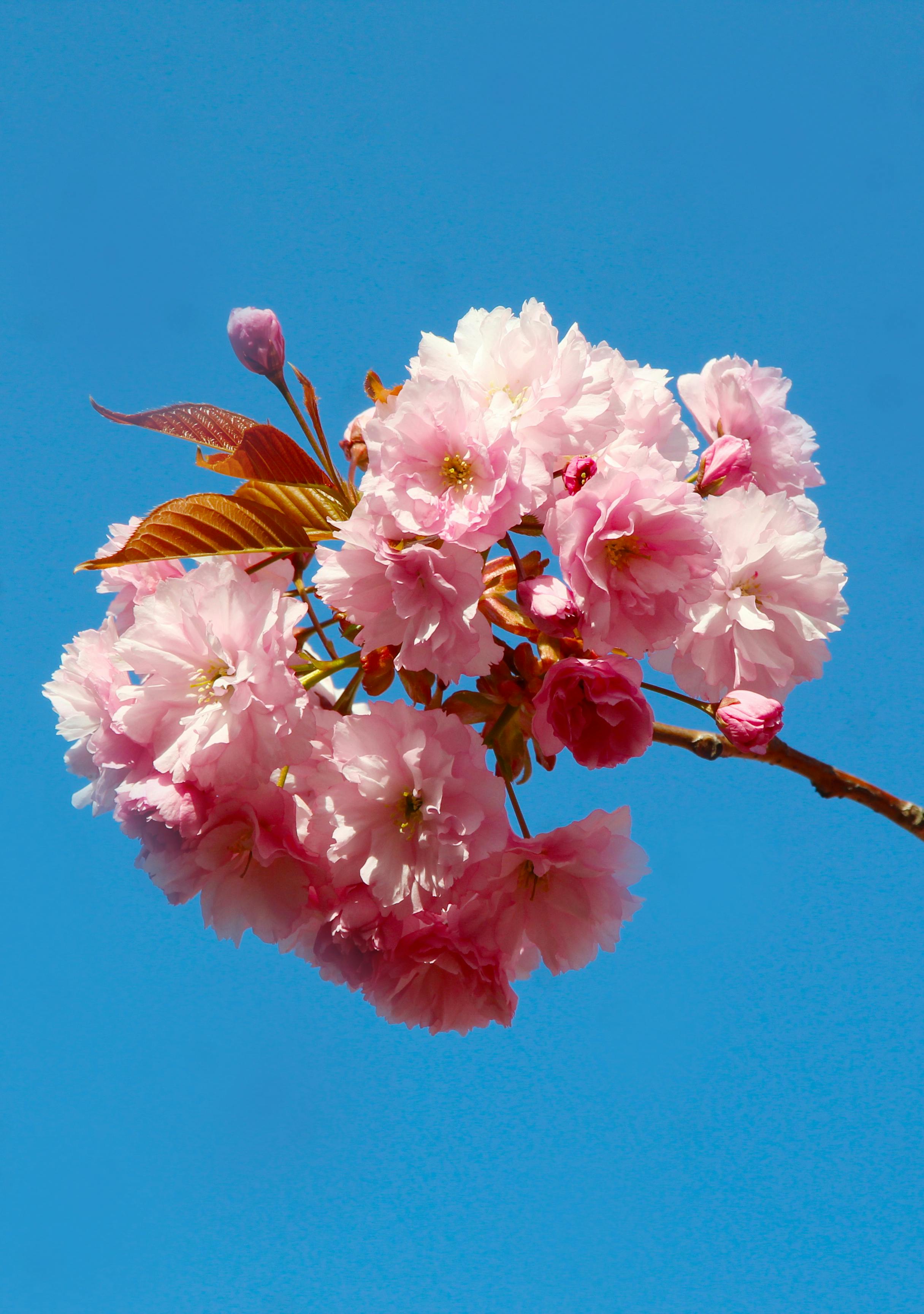 Sun Flower With Sky Photos, Download The BEST Free Sun Flower With Sky ...