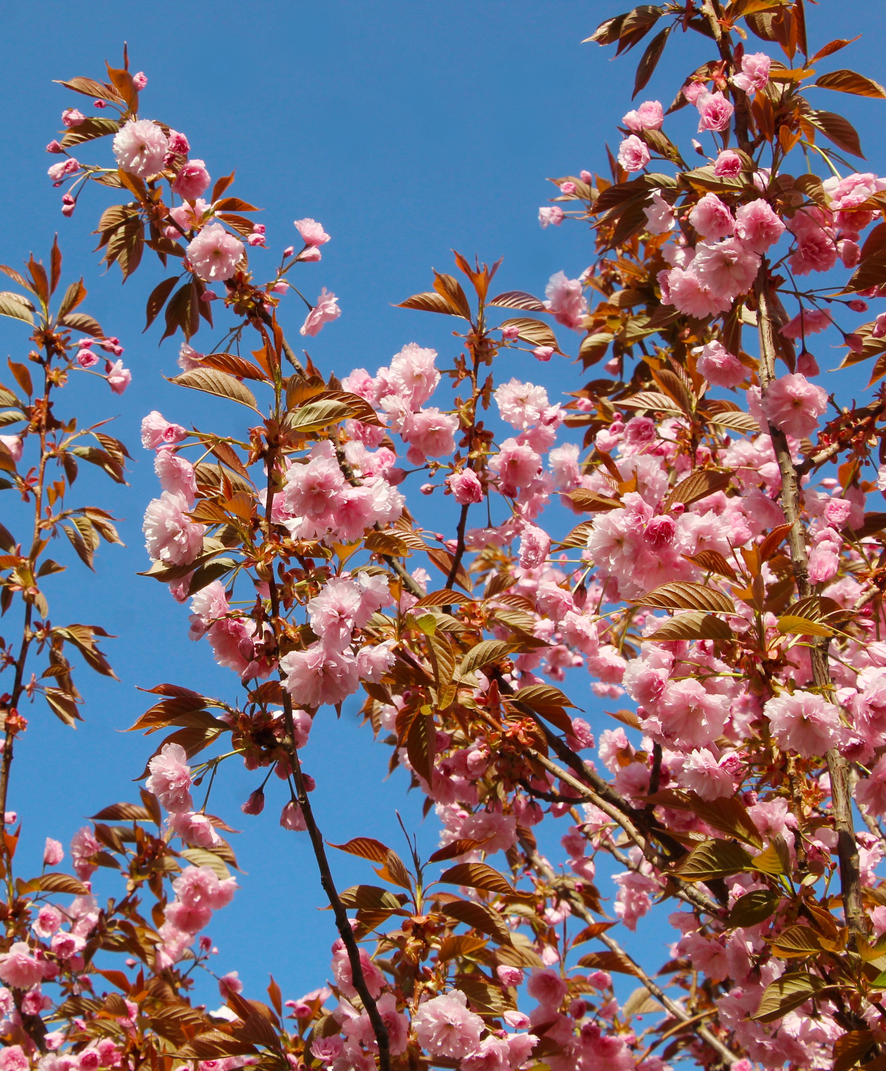 Beautiful Cherry Blossoms in Full Bloom · Free Stock Photo