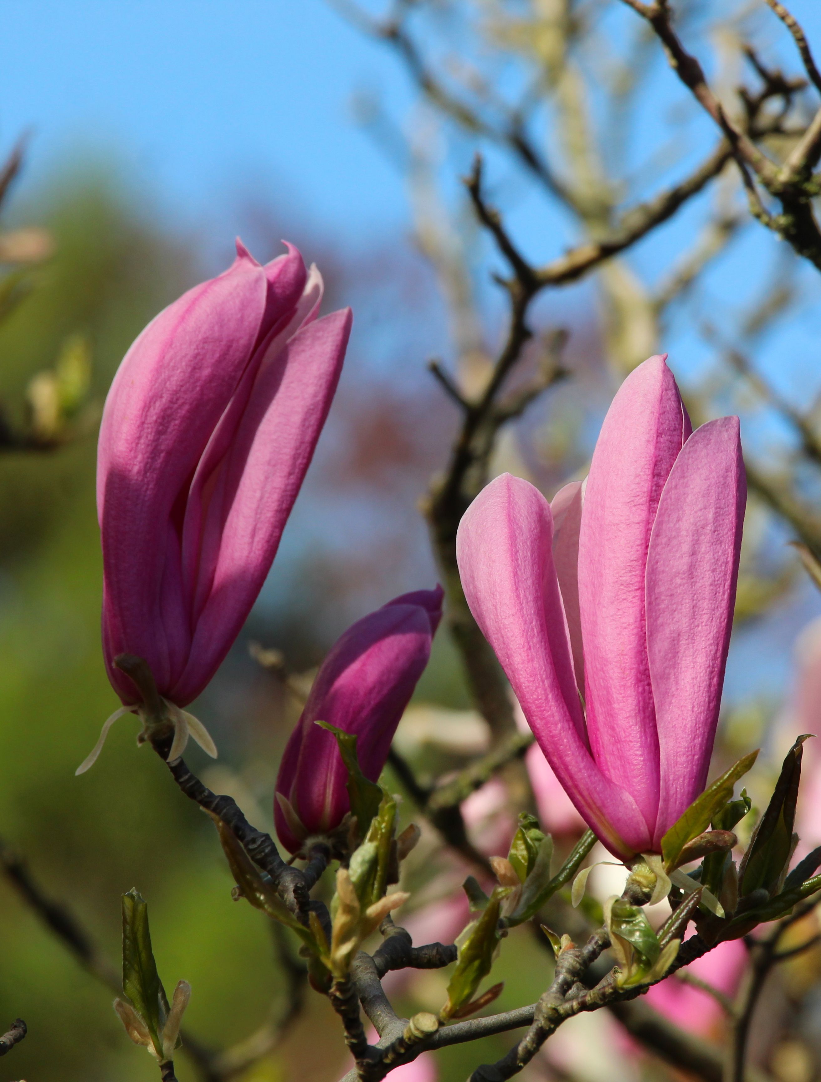 Close-Up of Blooming Pink Magnolia Flowers · Free Stock Photo