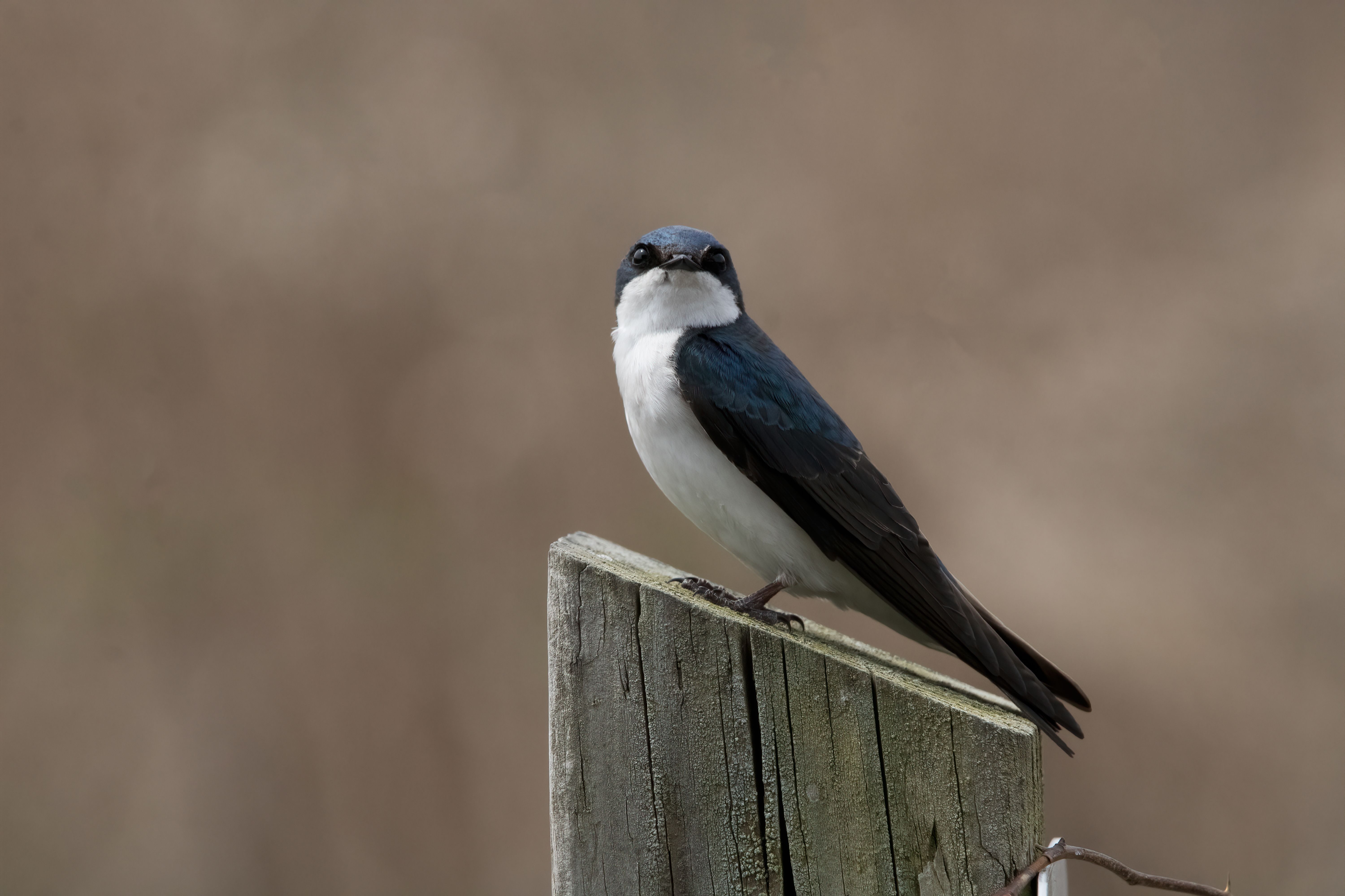 Tree Swallow on Weathered Post in Nature · Free Stock Photo