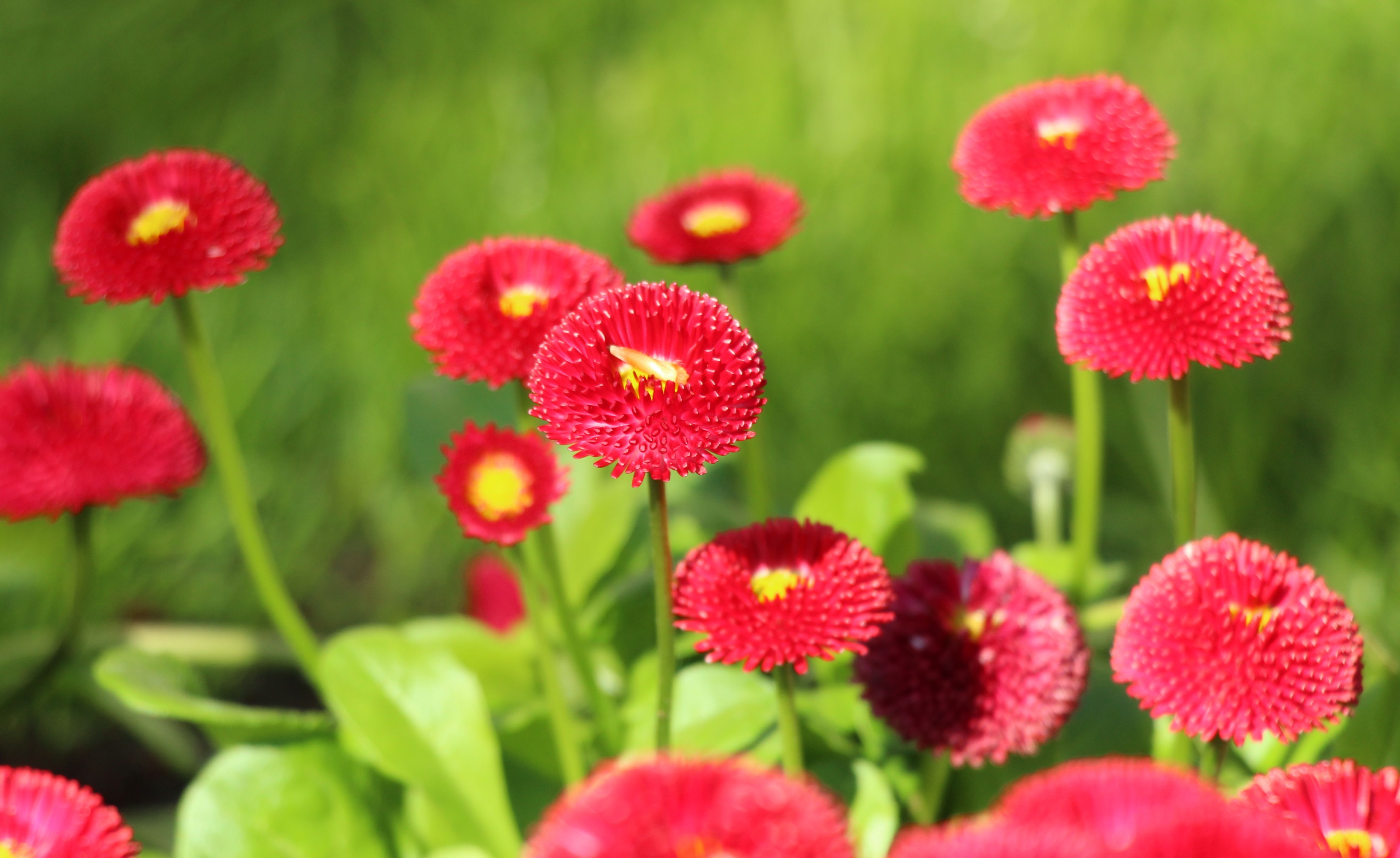 Close-up of Vibrant Red Daisies in Bloom · Free Stock Photo