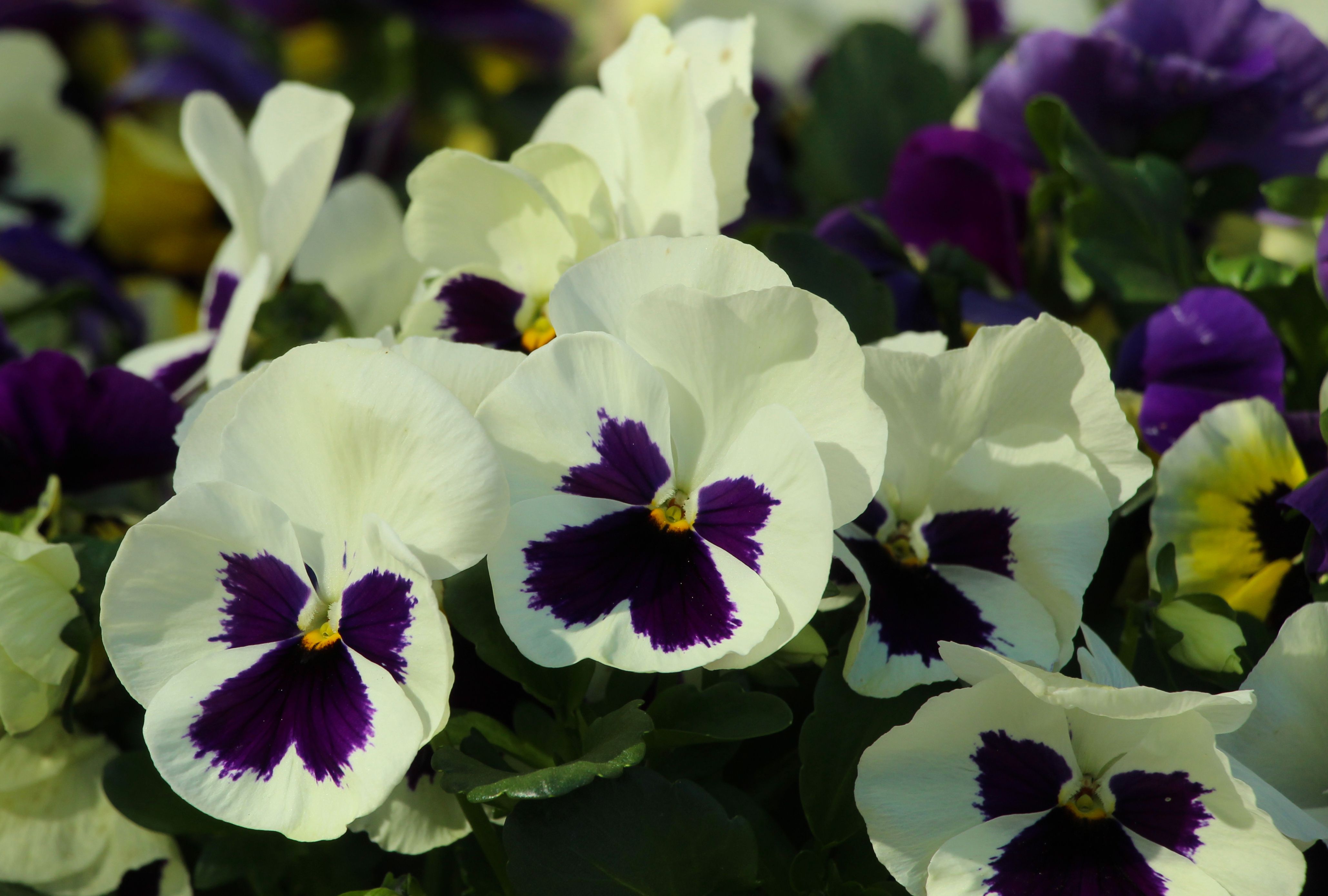 Close-up of Colorful Pansies in Bloom · Free Stock Photo