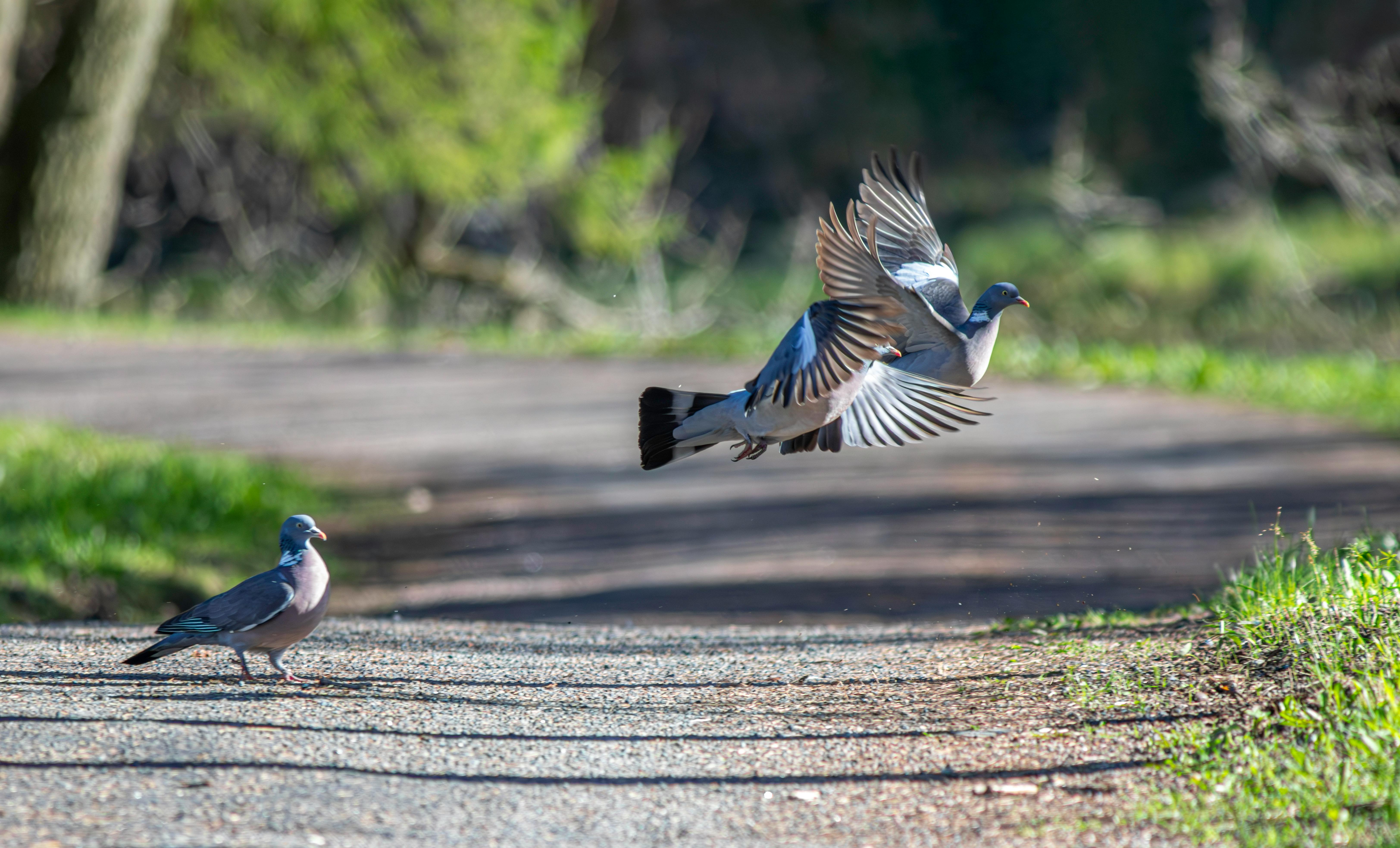 Palomas Torcaces En Vuelo En El Sendero Del Parque · Foto de stock gratuita