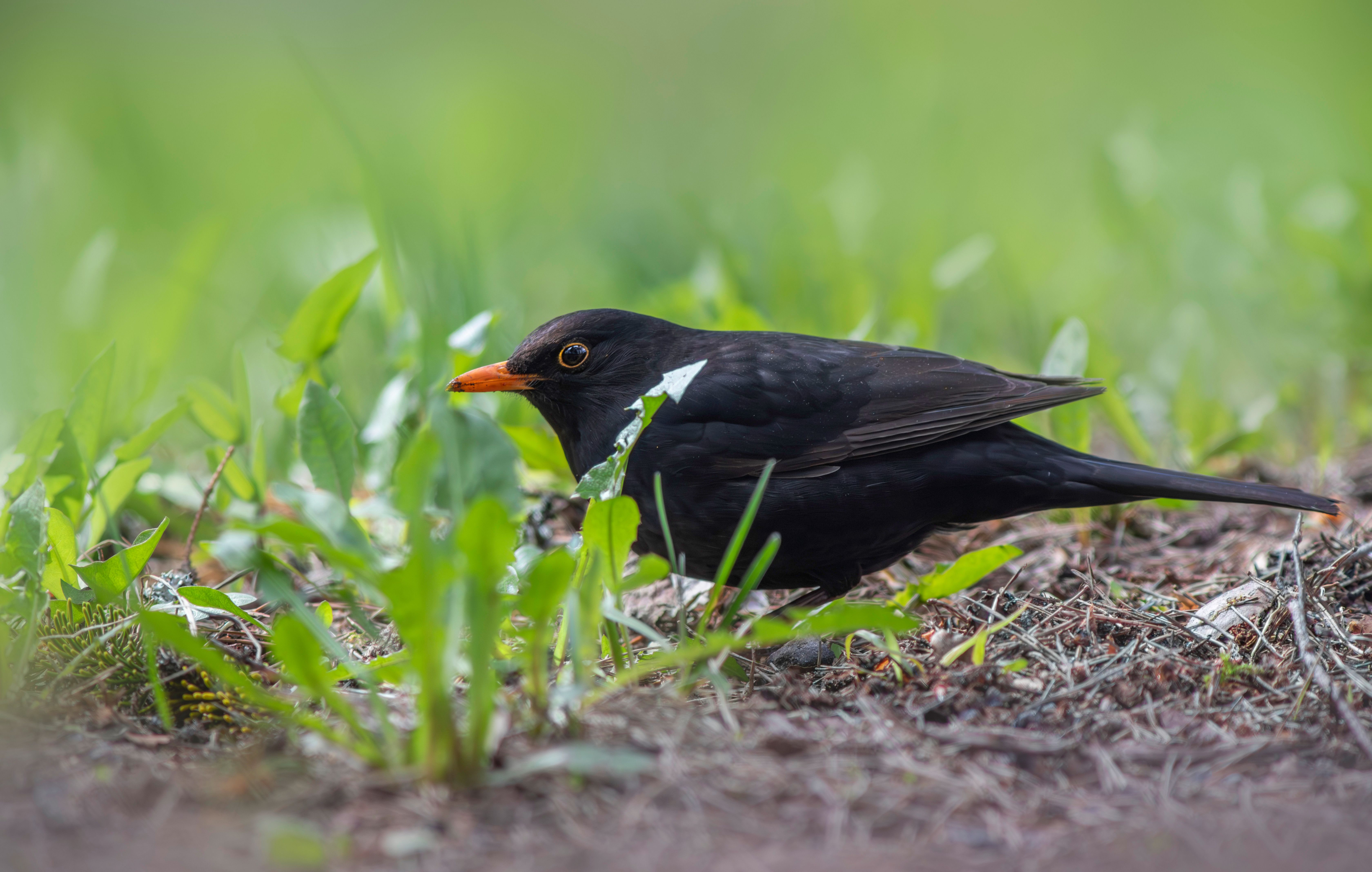 Close-up of a Common Blackbird in Natural Habitat · Free Stock Photo