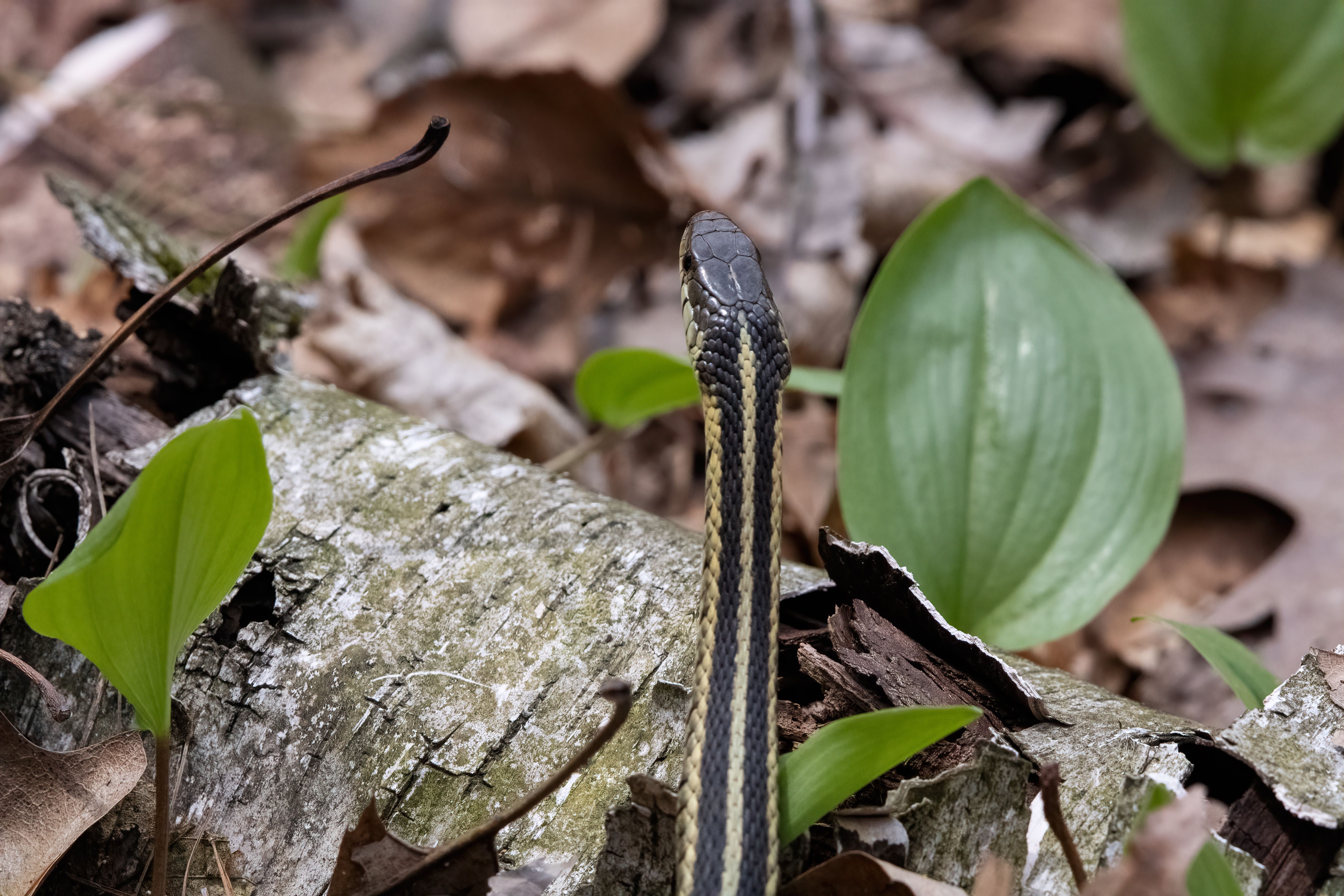 Close-Up of Garter Snake in Forest Setting · Free Stock Photo