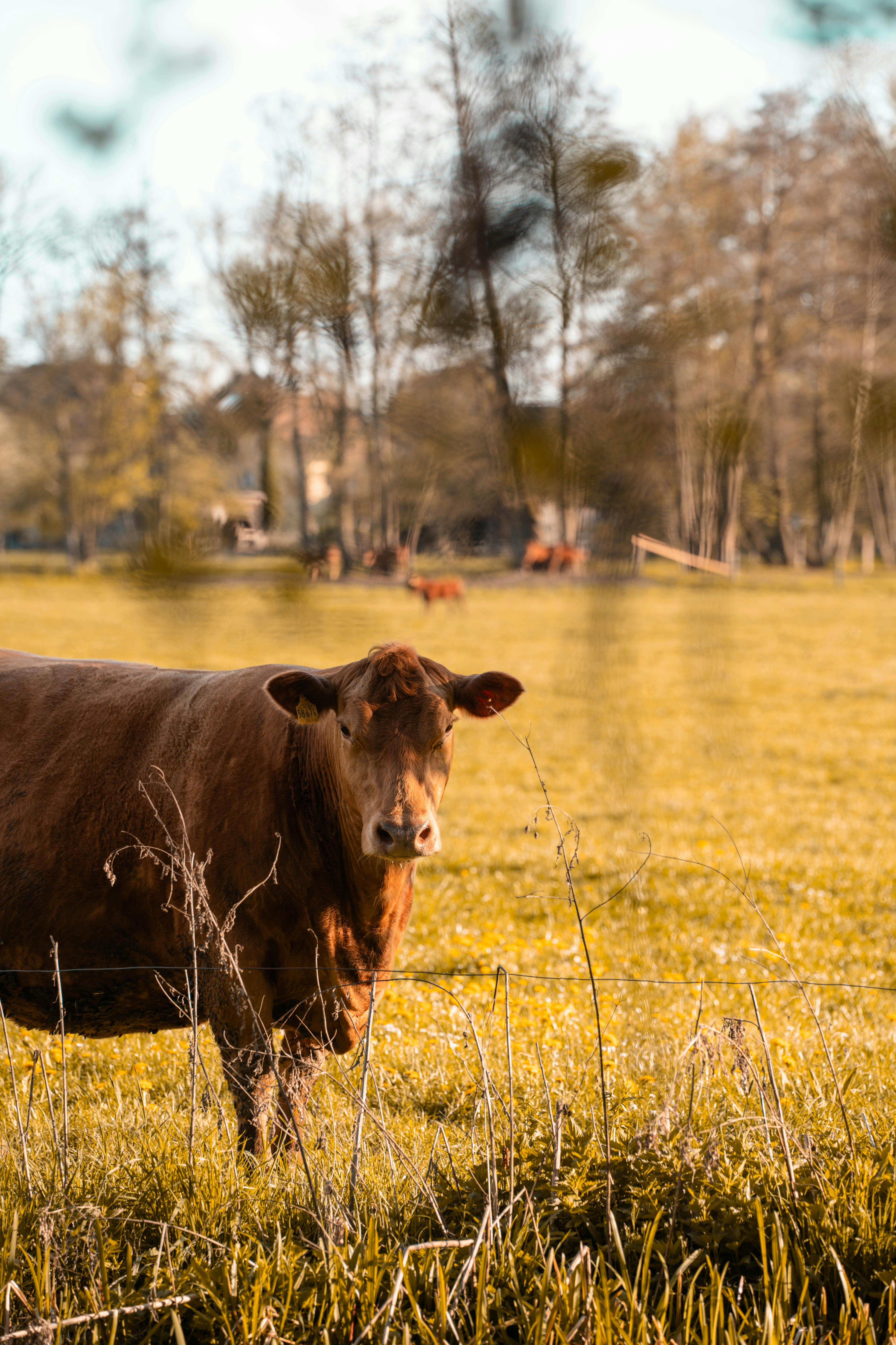 Brown Cow Grazing in Sunlit Pasture · Free Stock Photo
