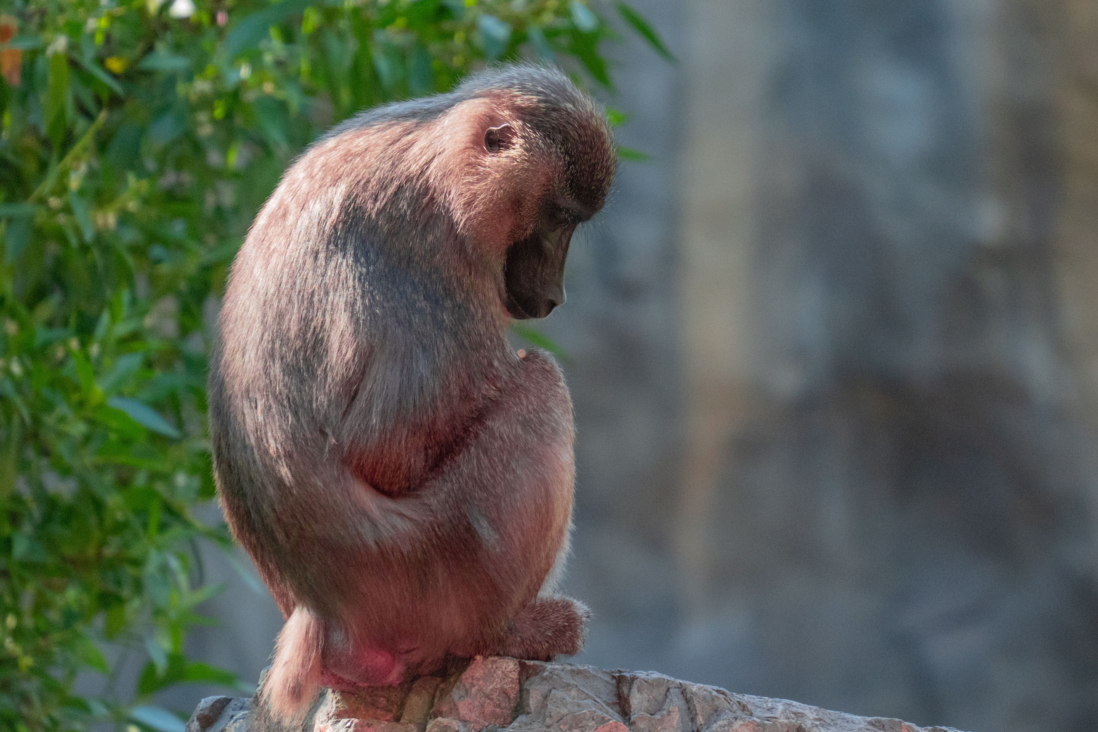 Baboon on Rock in Natural Habitat · Free Stock Photo