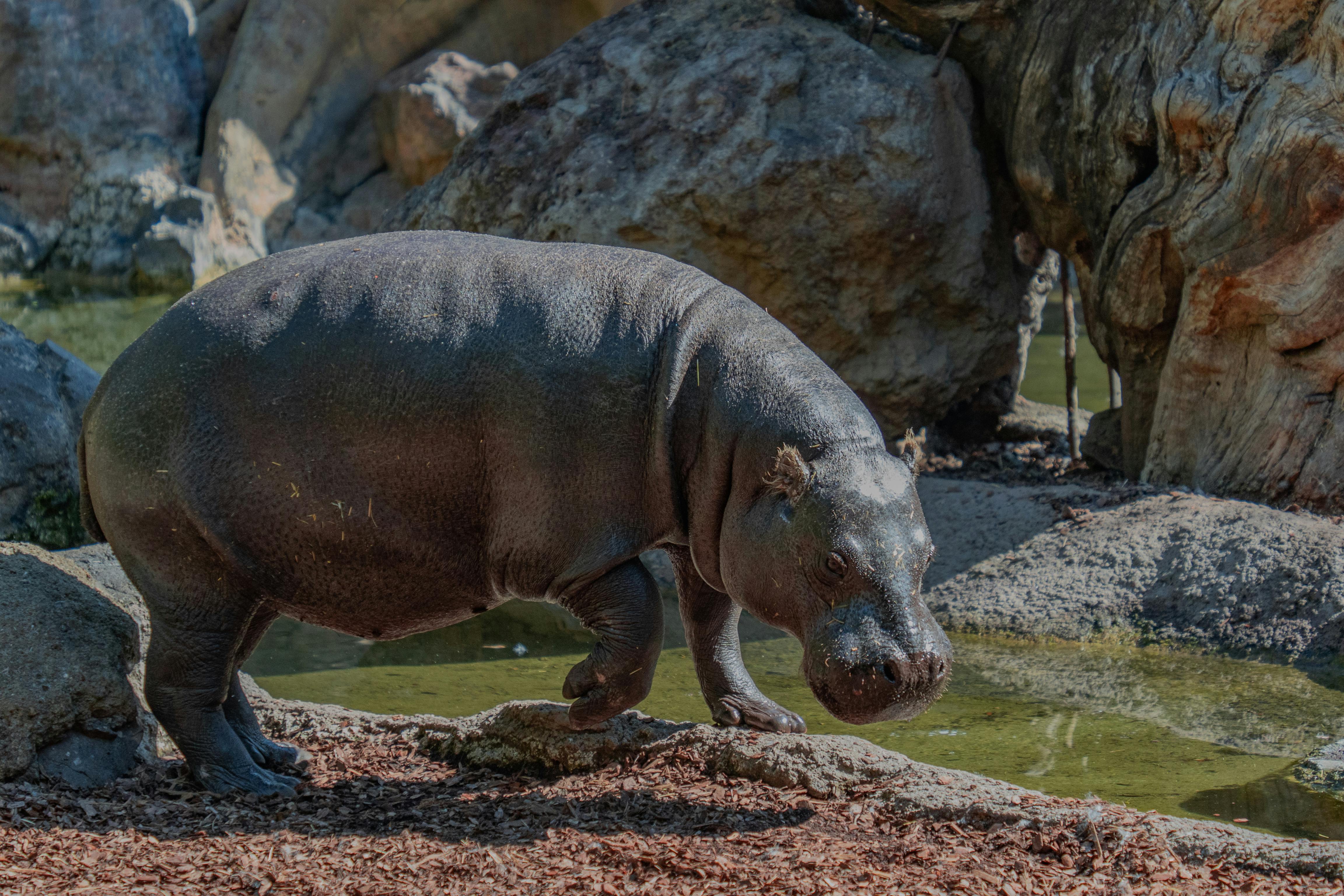 Captivating Pygmy Hippopotamus in Natural Habitat · Free Stock Photo
