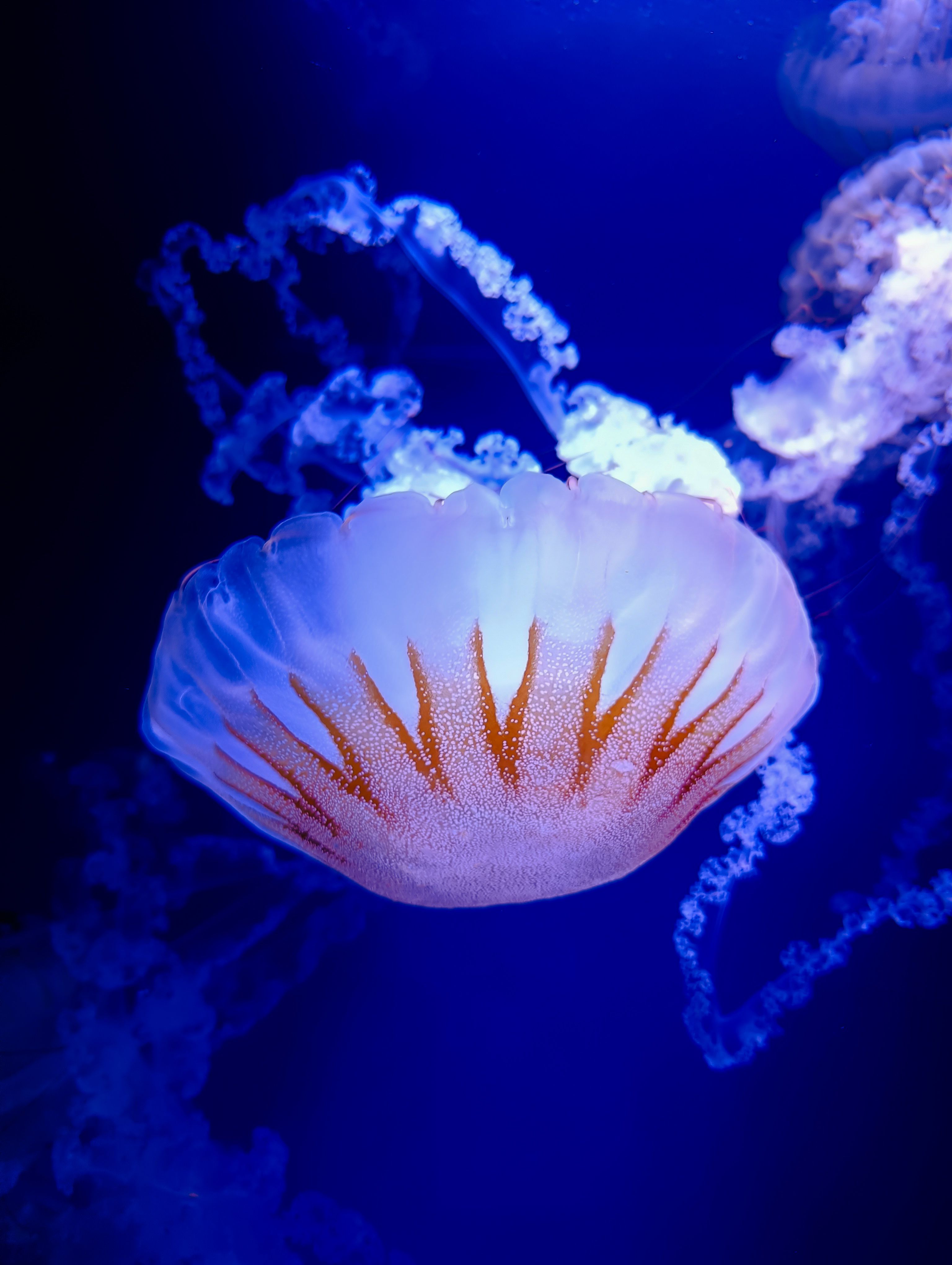 Translucent Photos, Download The BEST Free Translucent Stock Photos ...