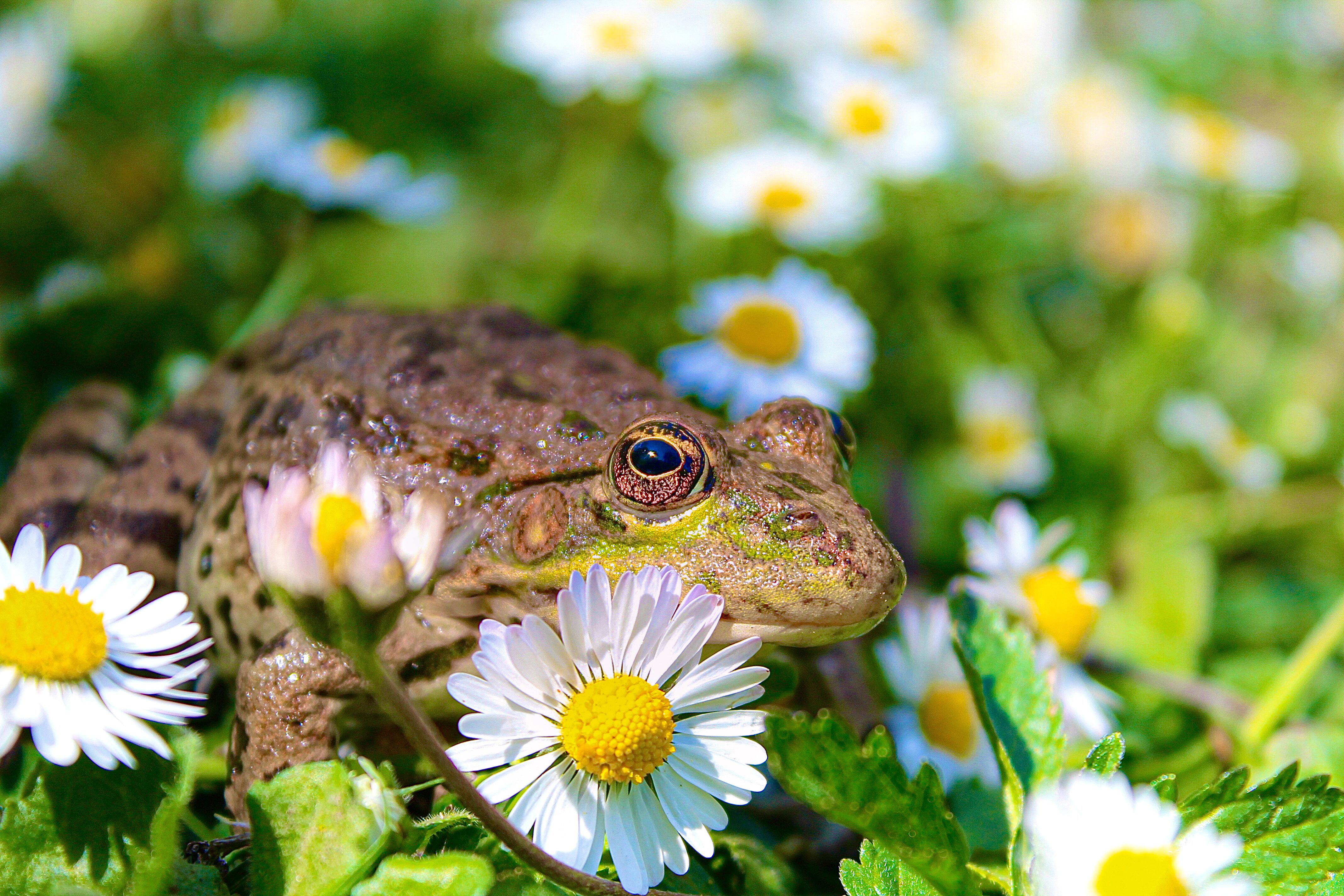 Wildlife 4k Animals Photos, Download The BEST Free Wildlife 4k Animals ...