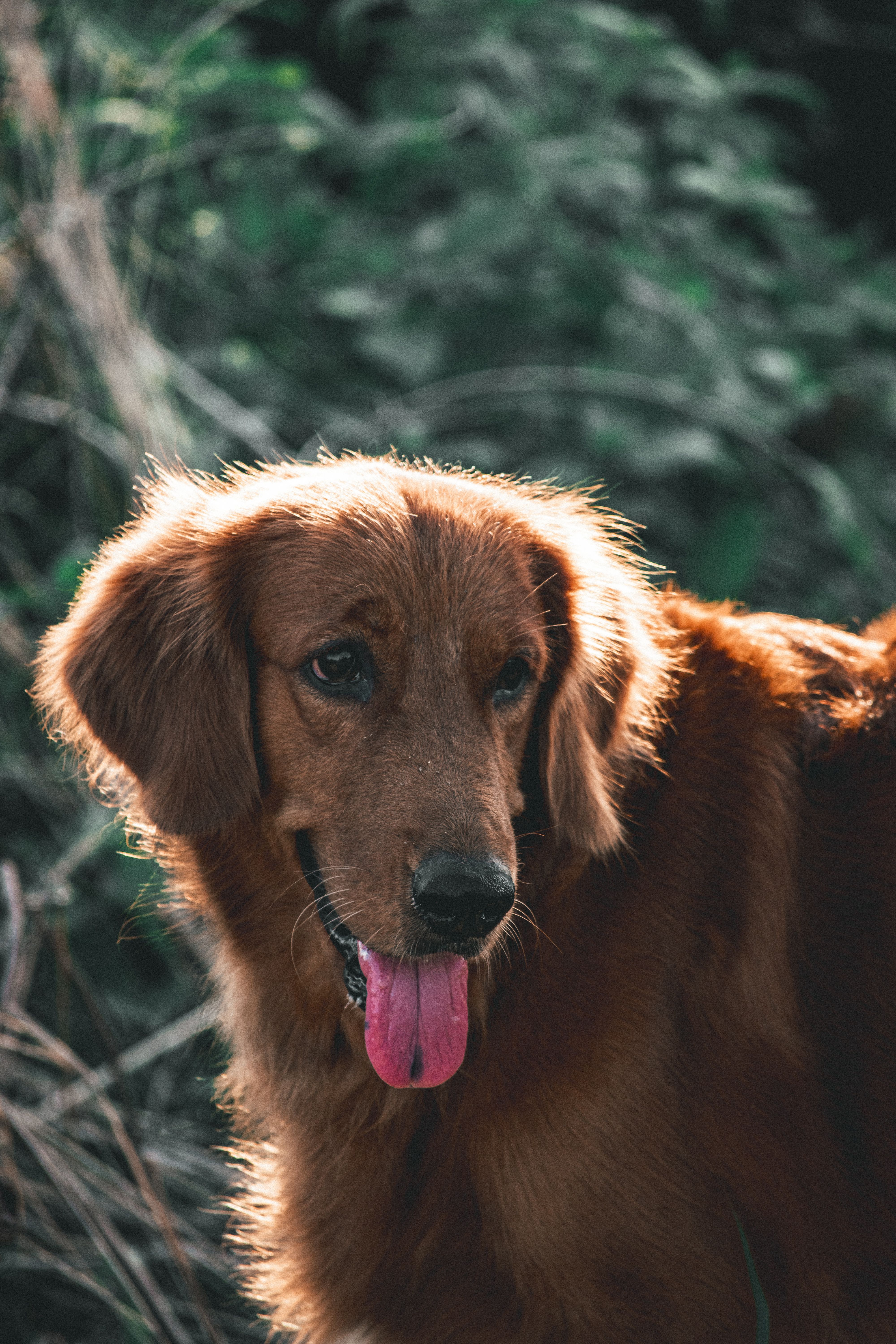 Golden Retriever in Natural Outdoor Setting · Free Stock Photo