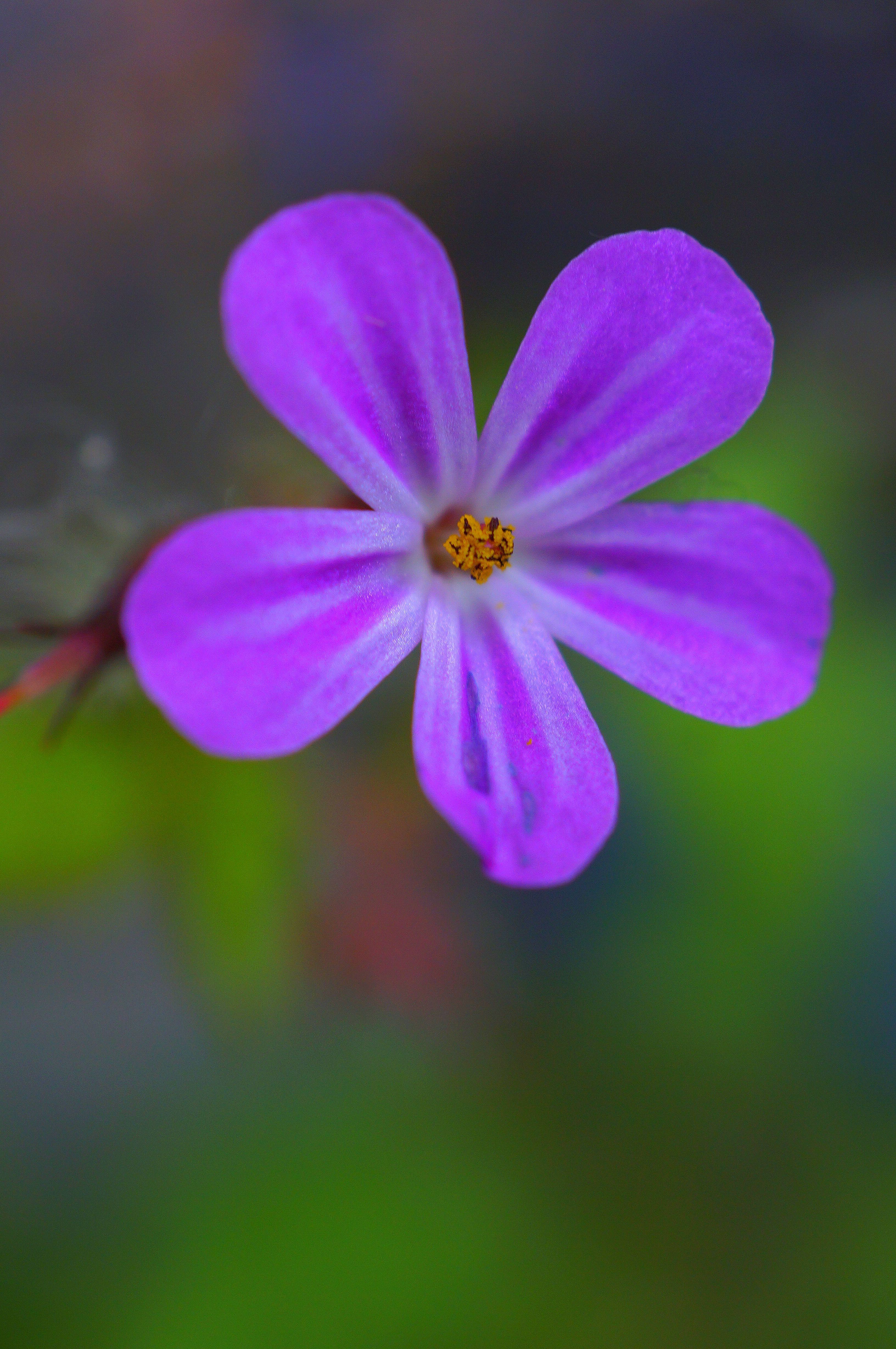Small Flower Photos, Download The BEST Free Small Flower Stock Photos ...