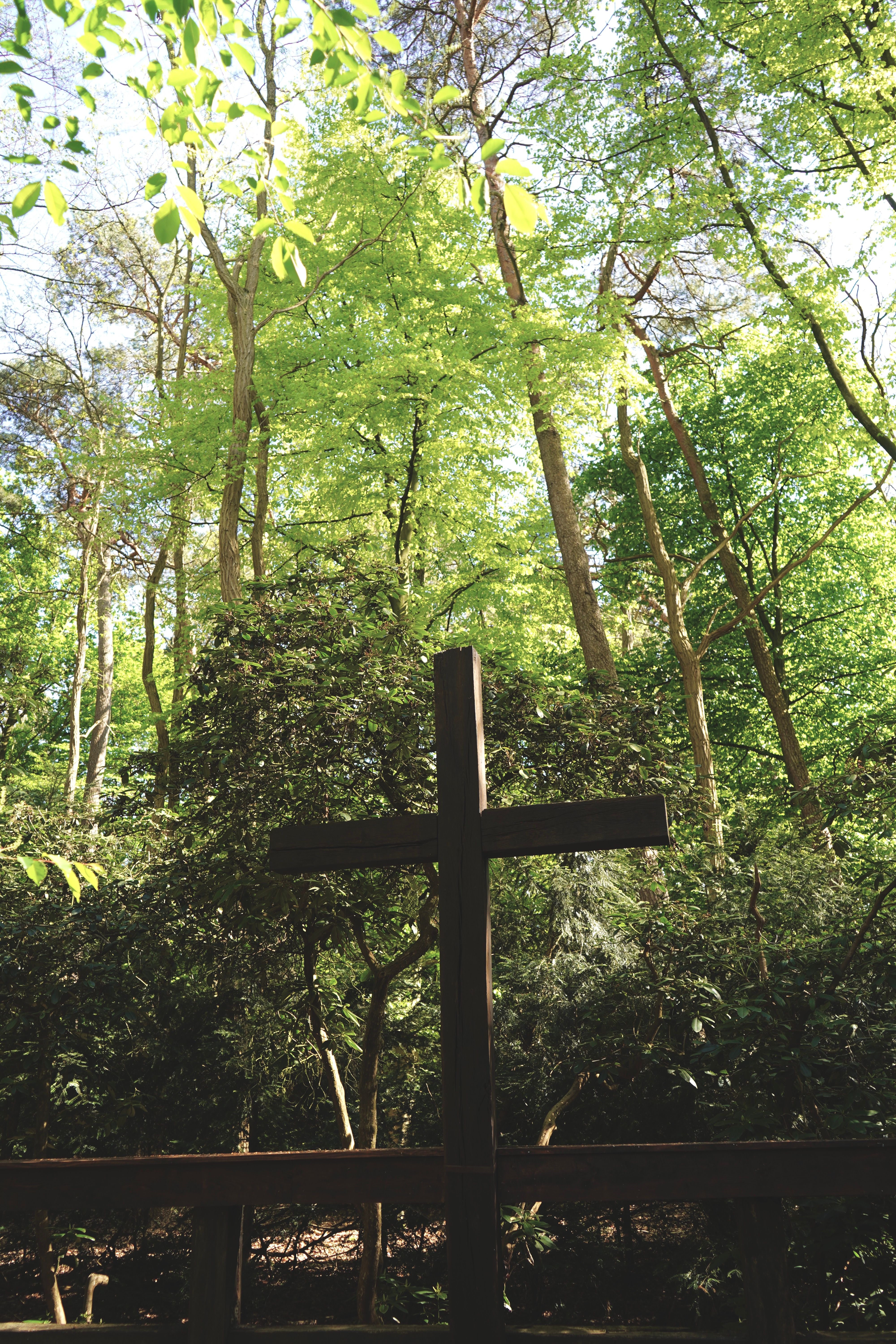 Wooden Cross in Lush Forest of Rheda-Wiedenbrück · Free Stock Photo