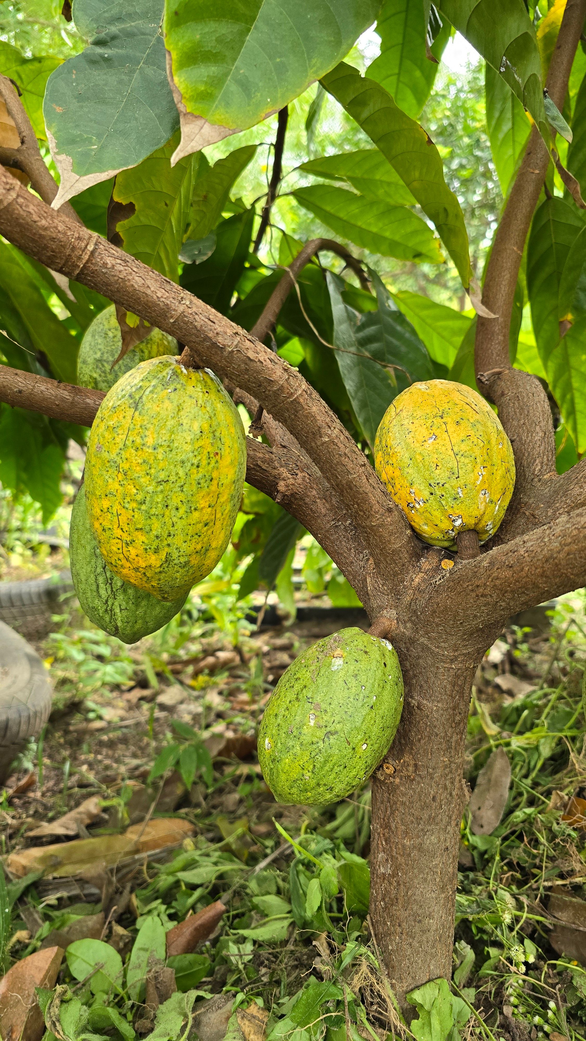 Close-up of Cacao Tree with Ripening Pods · Free Stock Photo