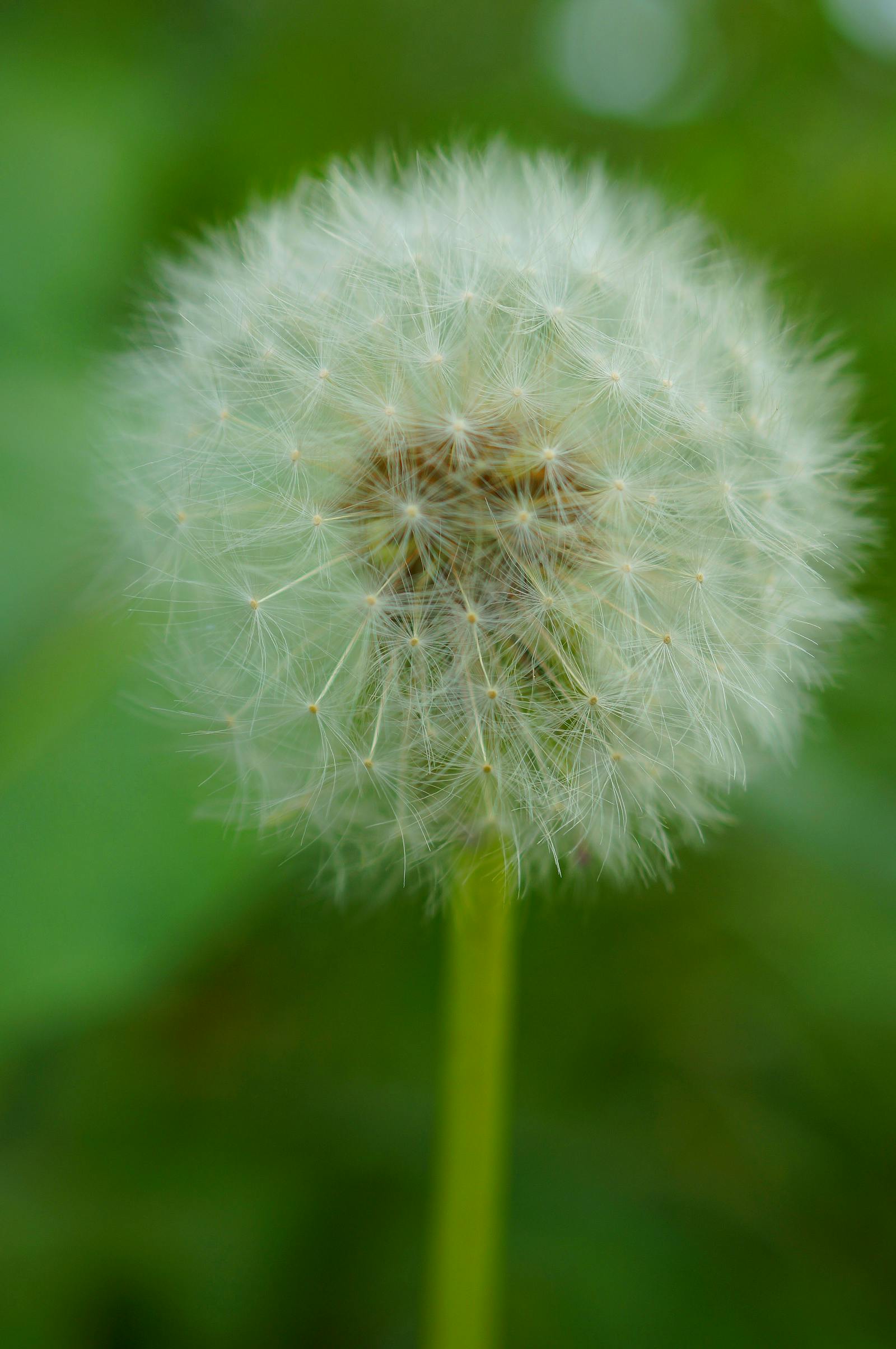 Vertical Background Photos, Download The BEST Free Vertical Background ...