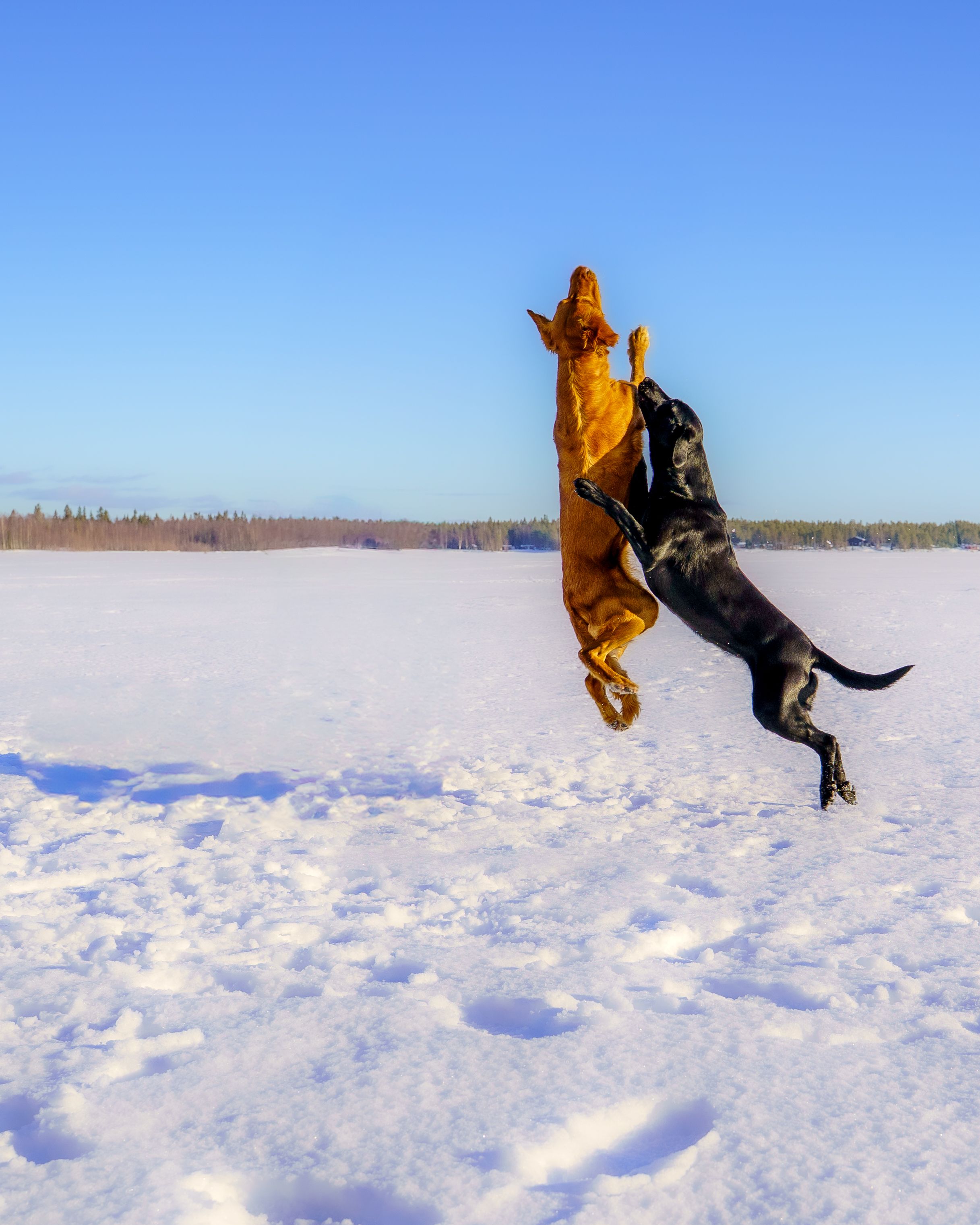 Dogs Jumping Photos, Download The BEST Free Dogs Jumping Stock Photos ...