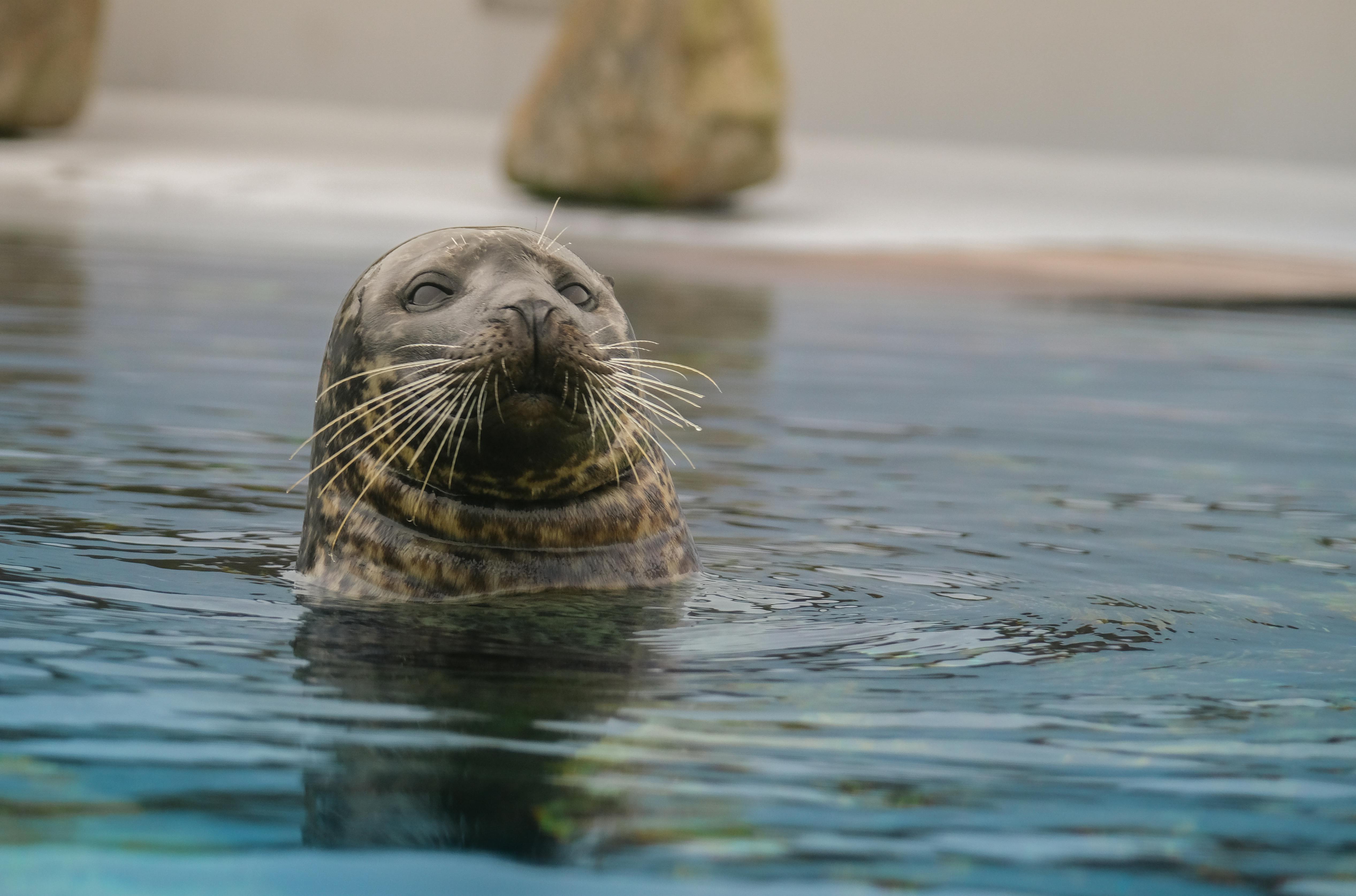 300.000+ melhores imagens de Foca · Download 100% grátis · Fotos ...
