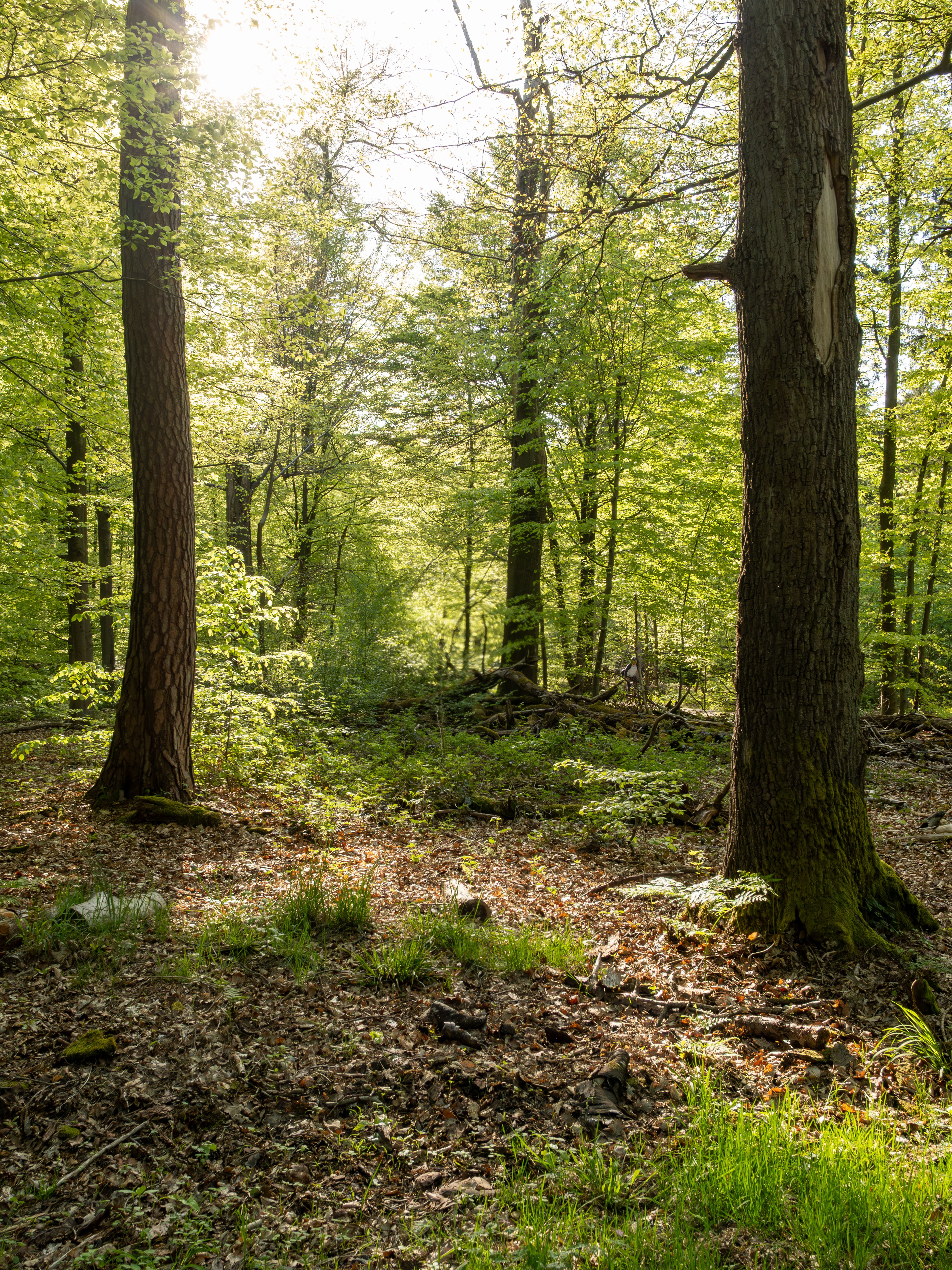 Nature 200px 220px Photos, Download The BEST Free Nature 200px 220px ...