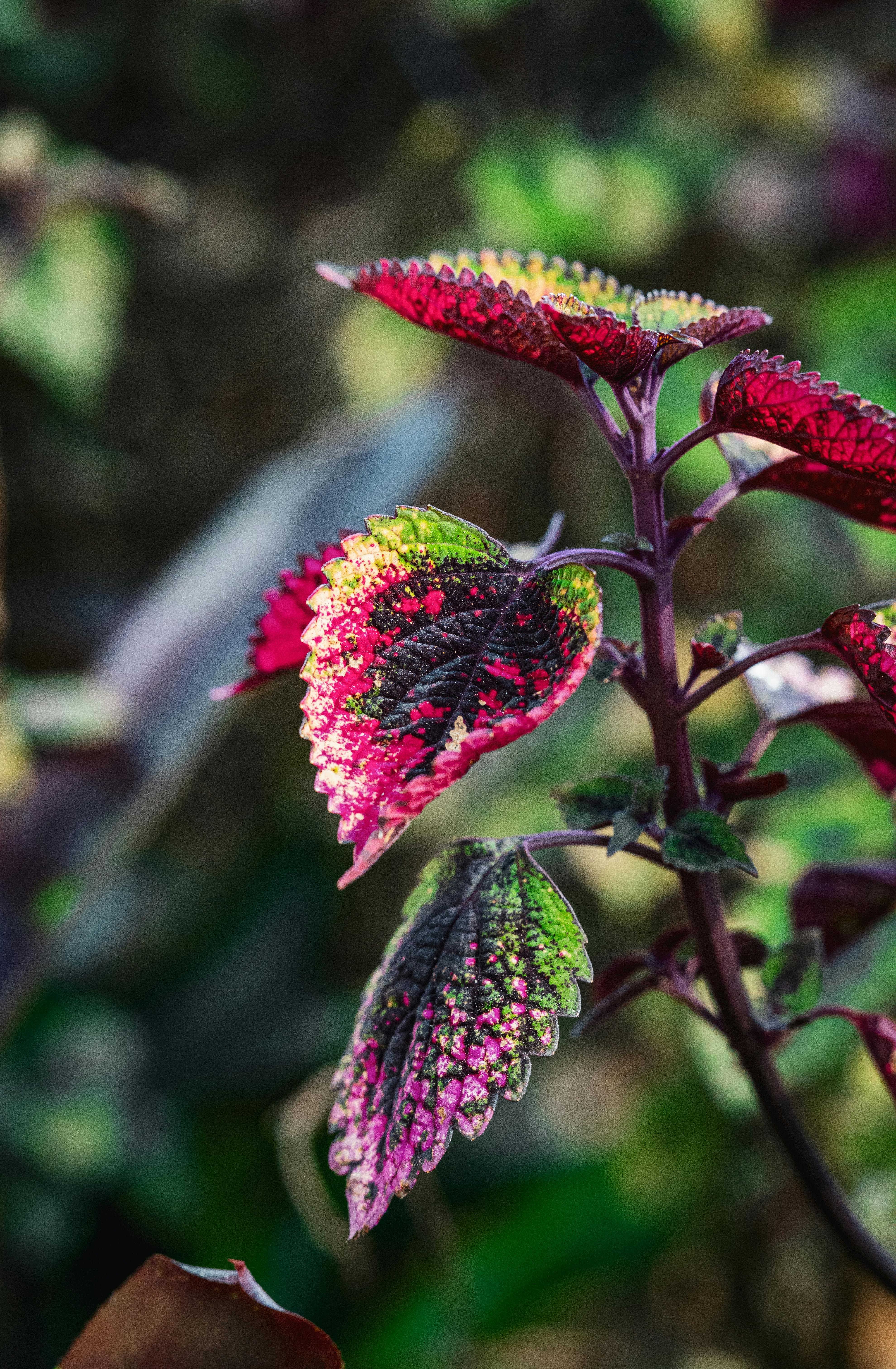 Vanakkam Images Photos, Download The BEST Free Vanakkam Images Stock ...