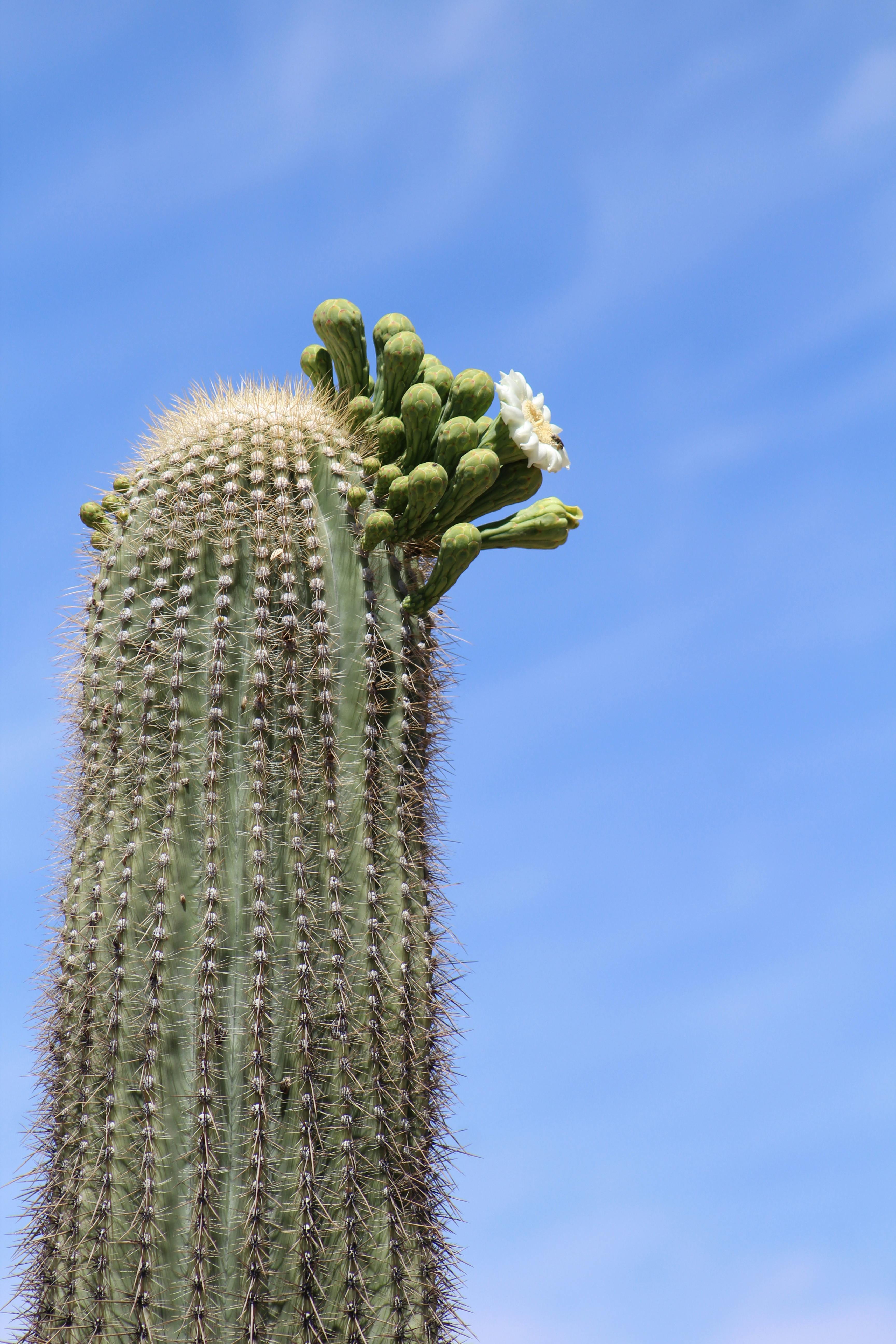 Blooming Saguaro Cactus Against Blue Sky · Free Stock Photo