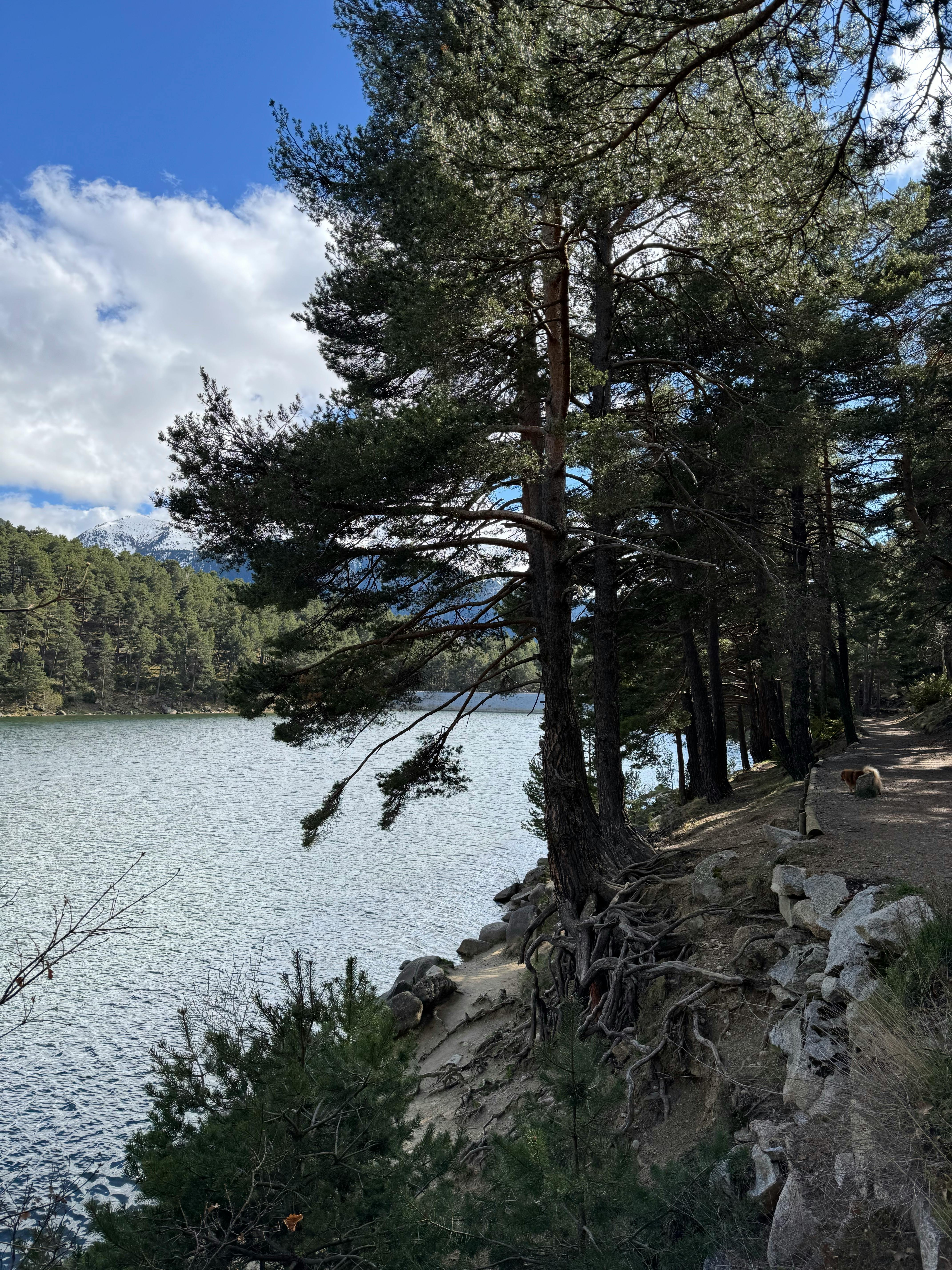 Serene Lakeside View with Pine Trees Under Blue Sky · Free Stock Photo