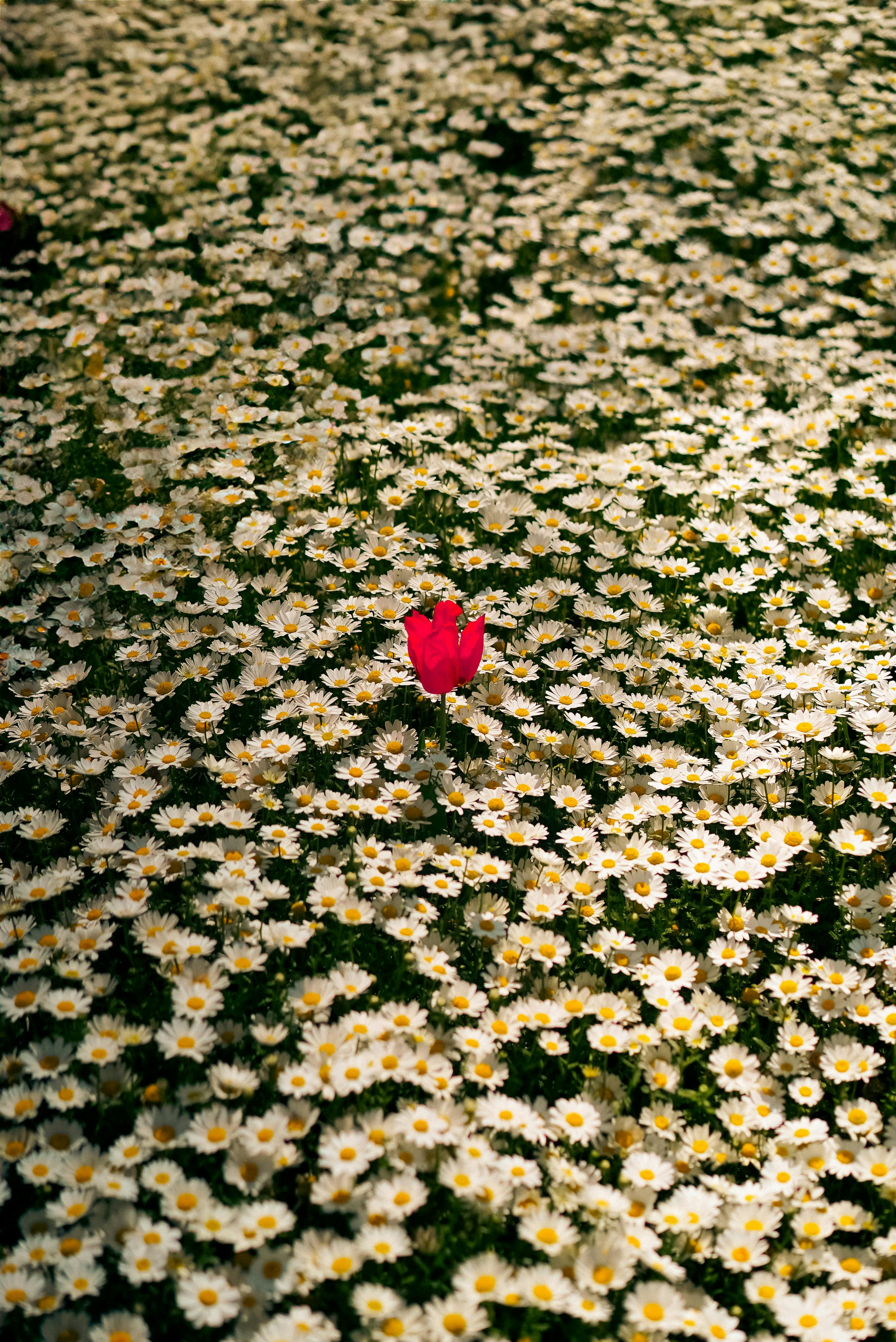 Cal Center Photos, Download The BEST Free Cal Center Stock Photos & HD ...