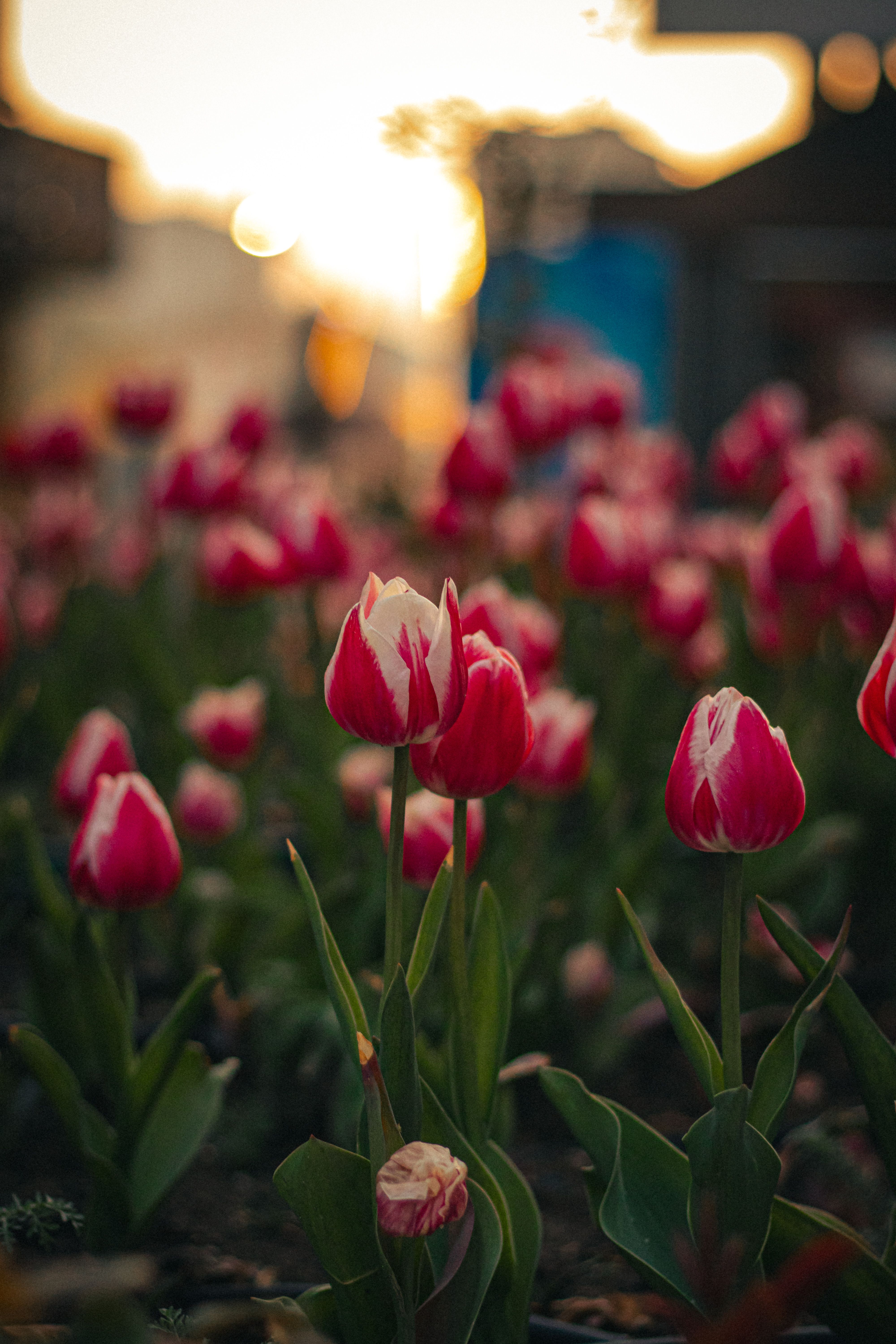 Vibrant Red Tulips in Golden Sunset · Free Stock Photo