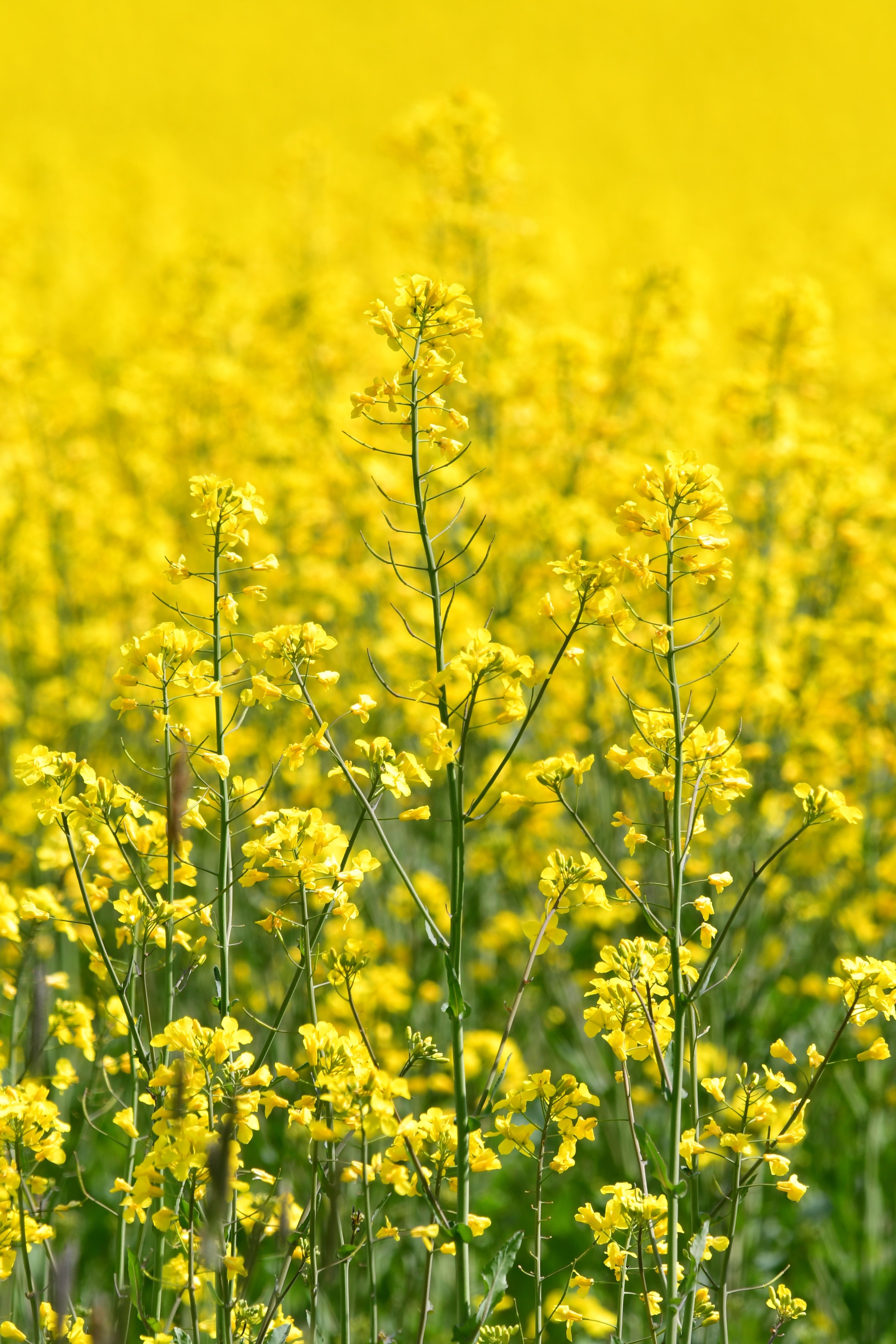 Vibrant Yellow Canola Field in Full Bloom · Free Stock Photo