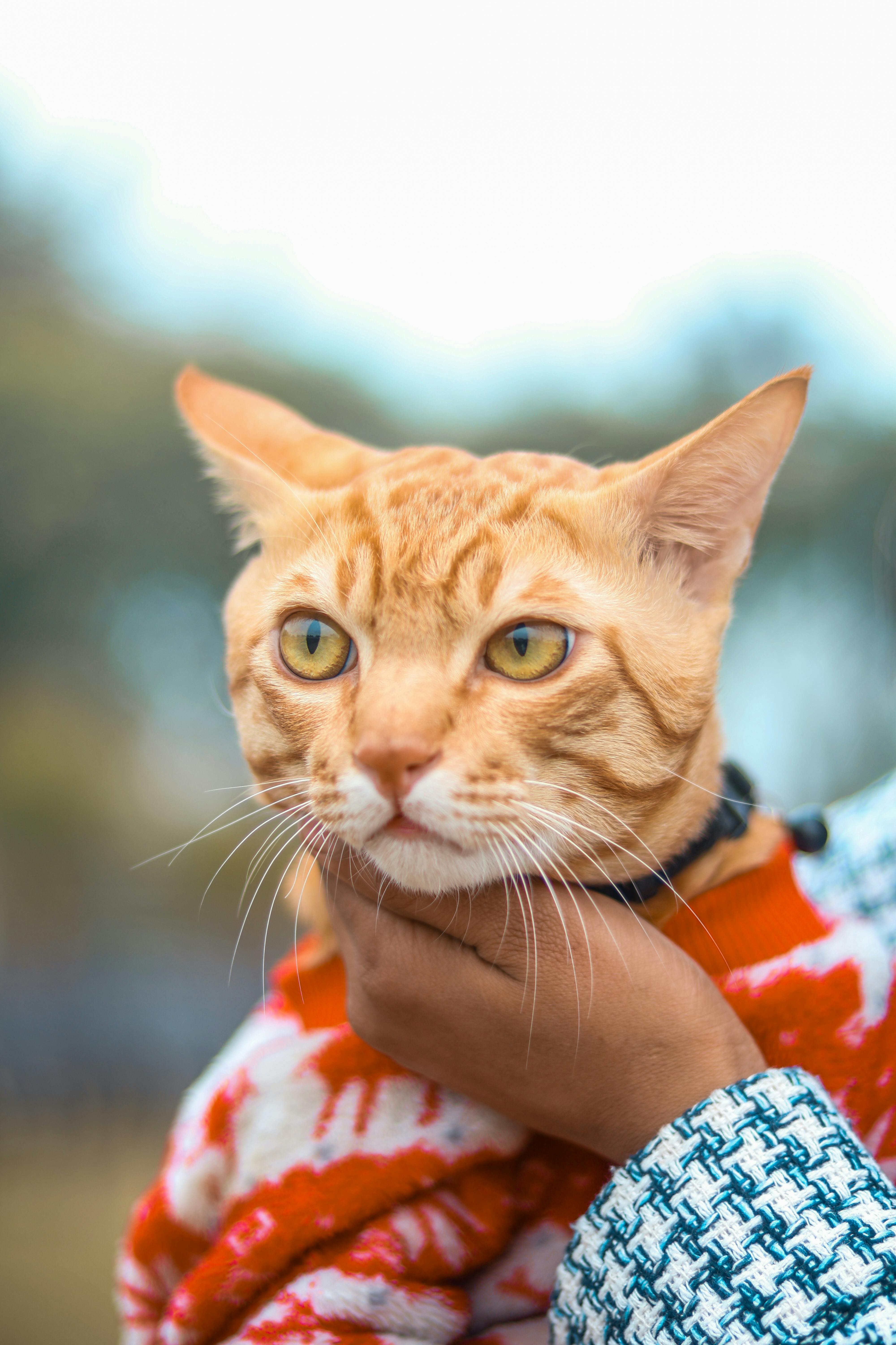 Close-up of a Ginger Cat Held Outdoors · Free Stock Photo