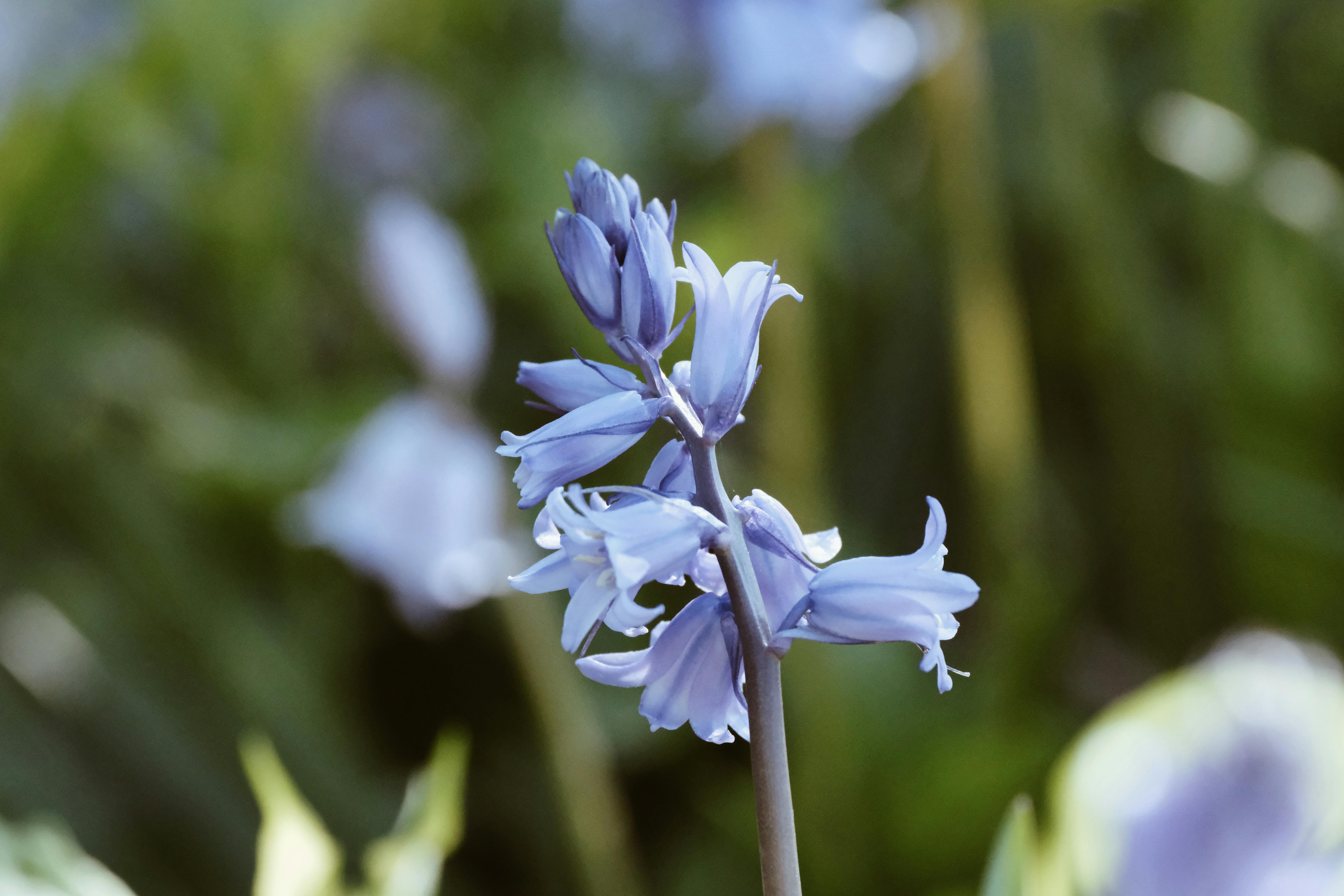Close-up of Bluebell Flower in Bloom · Free Stock Photo