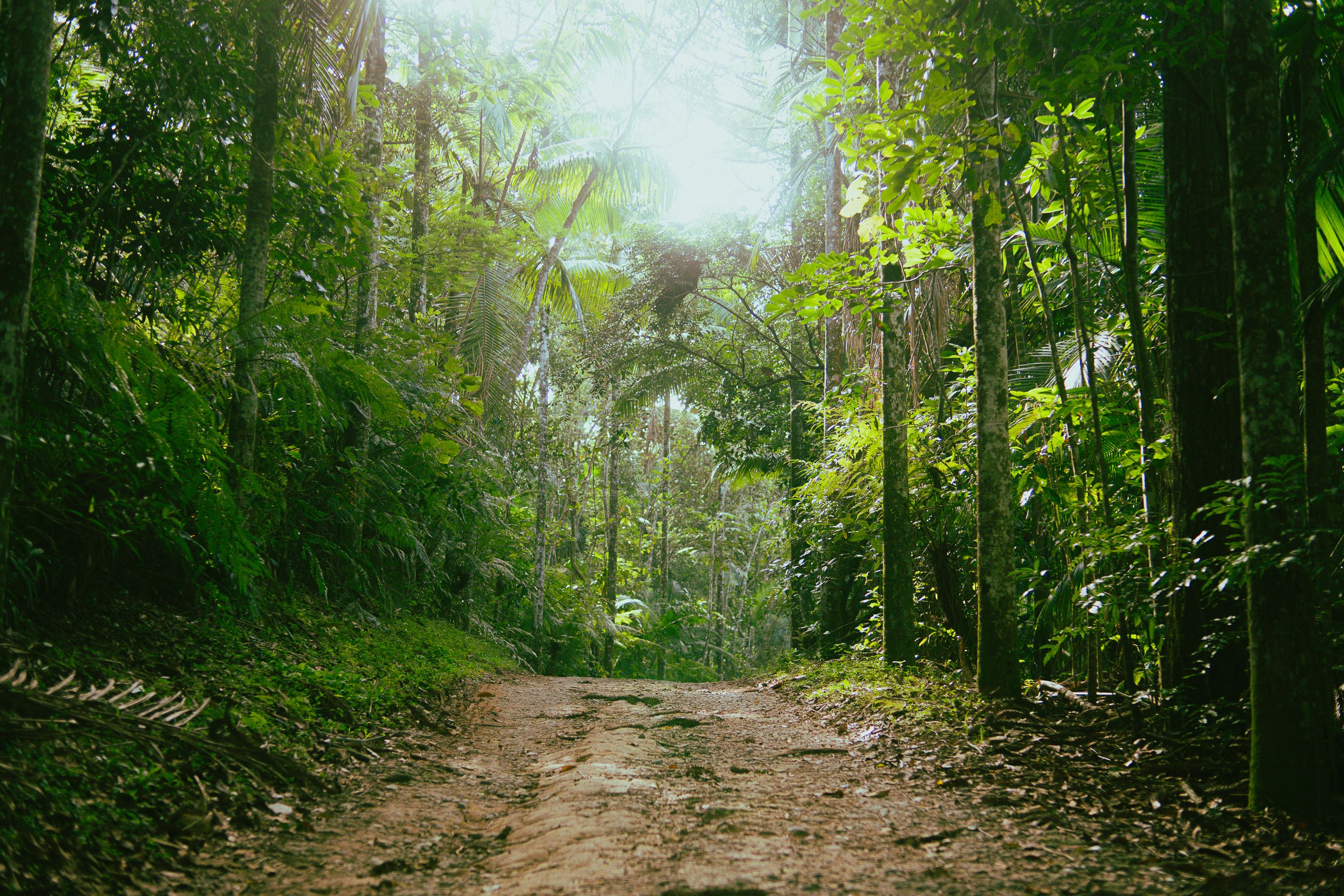 Jungle Trees Photos, Download The BEST Free Jungle Trees Stock Photos ...