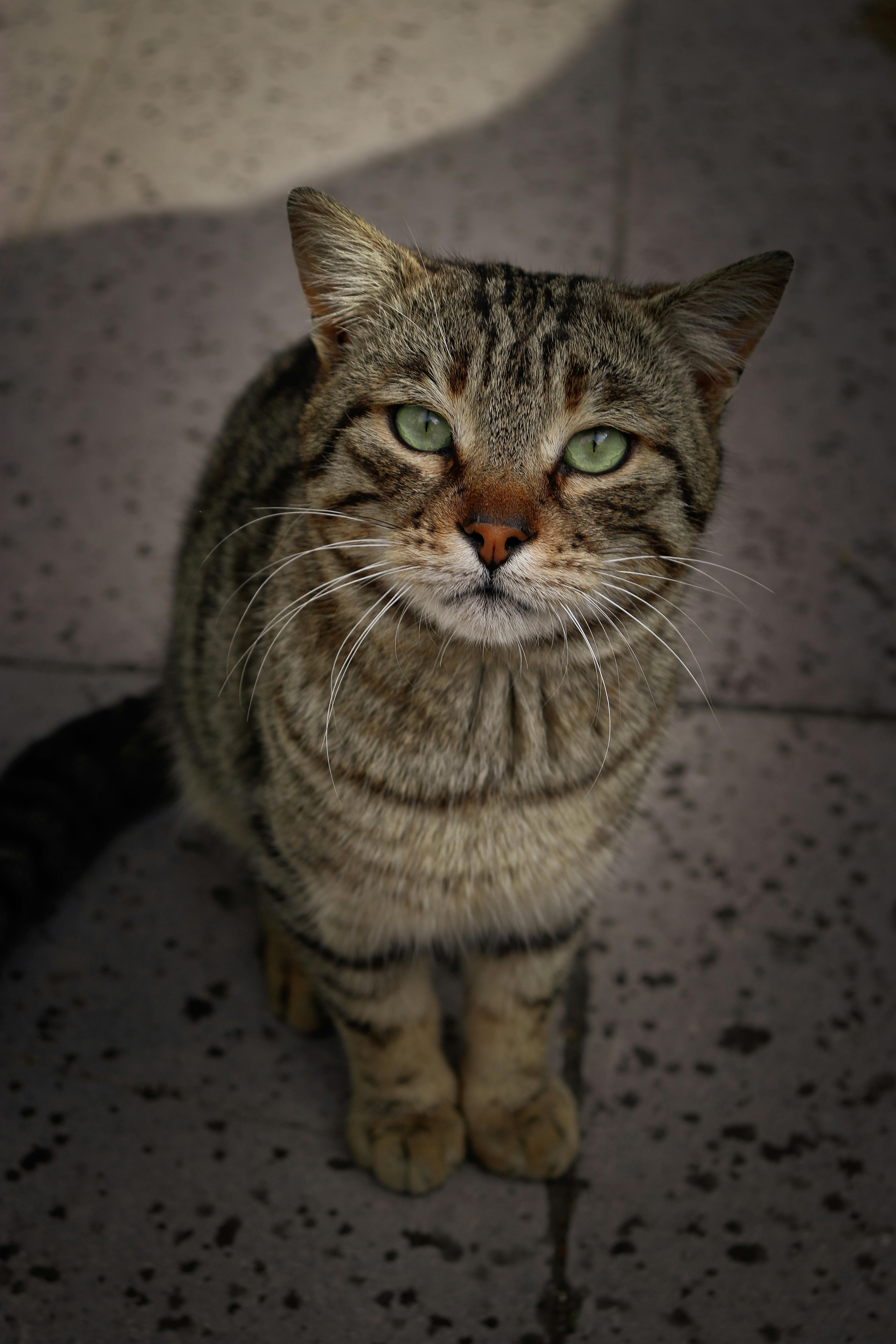 Cute Labubu Photos, Download The BEST Free Cute Labubu Stock Photos ...