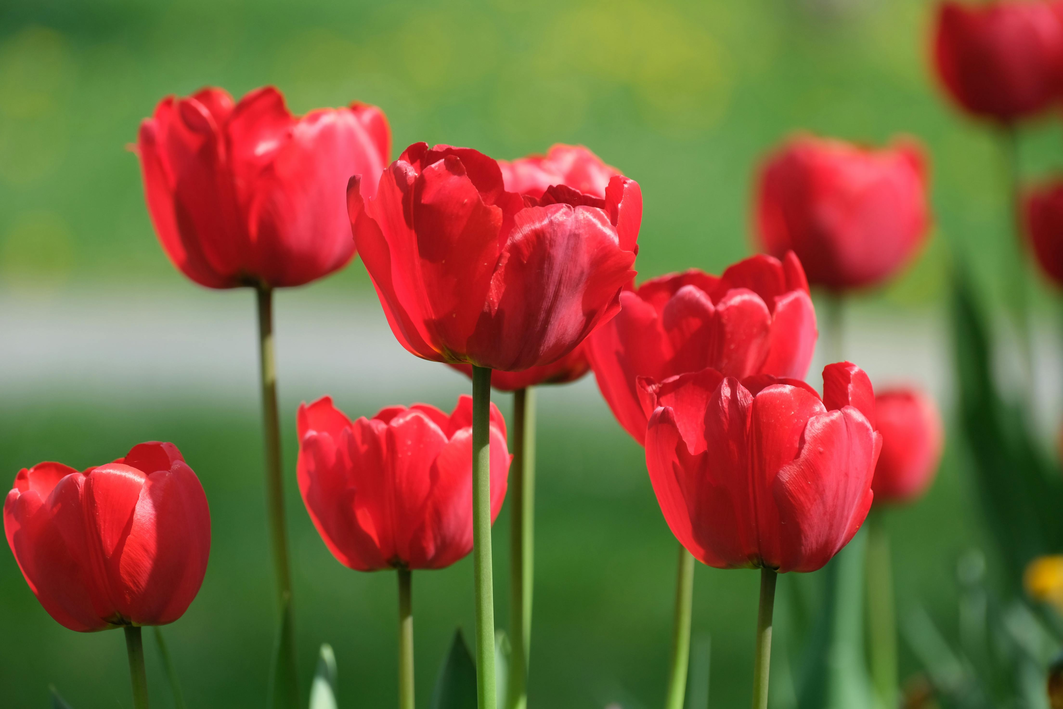 Tulip Flower Photos, Download The BEST Free Tulip Flower Stock Photos ...