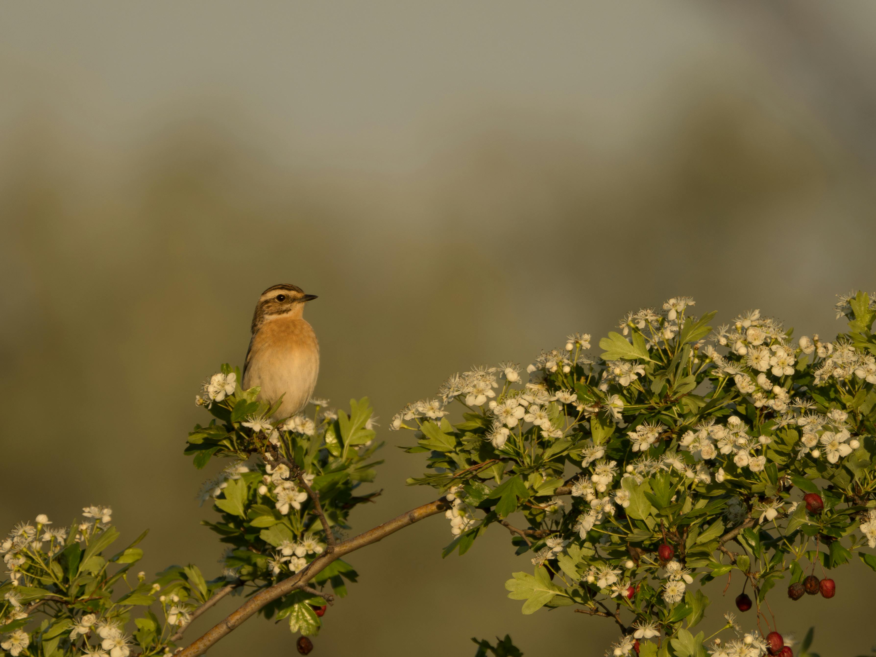 Bokeh Jepang Tetangga Photos, Download The BEST Free Bokeh Jepang ...