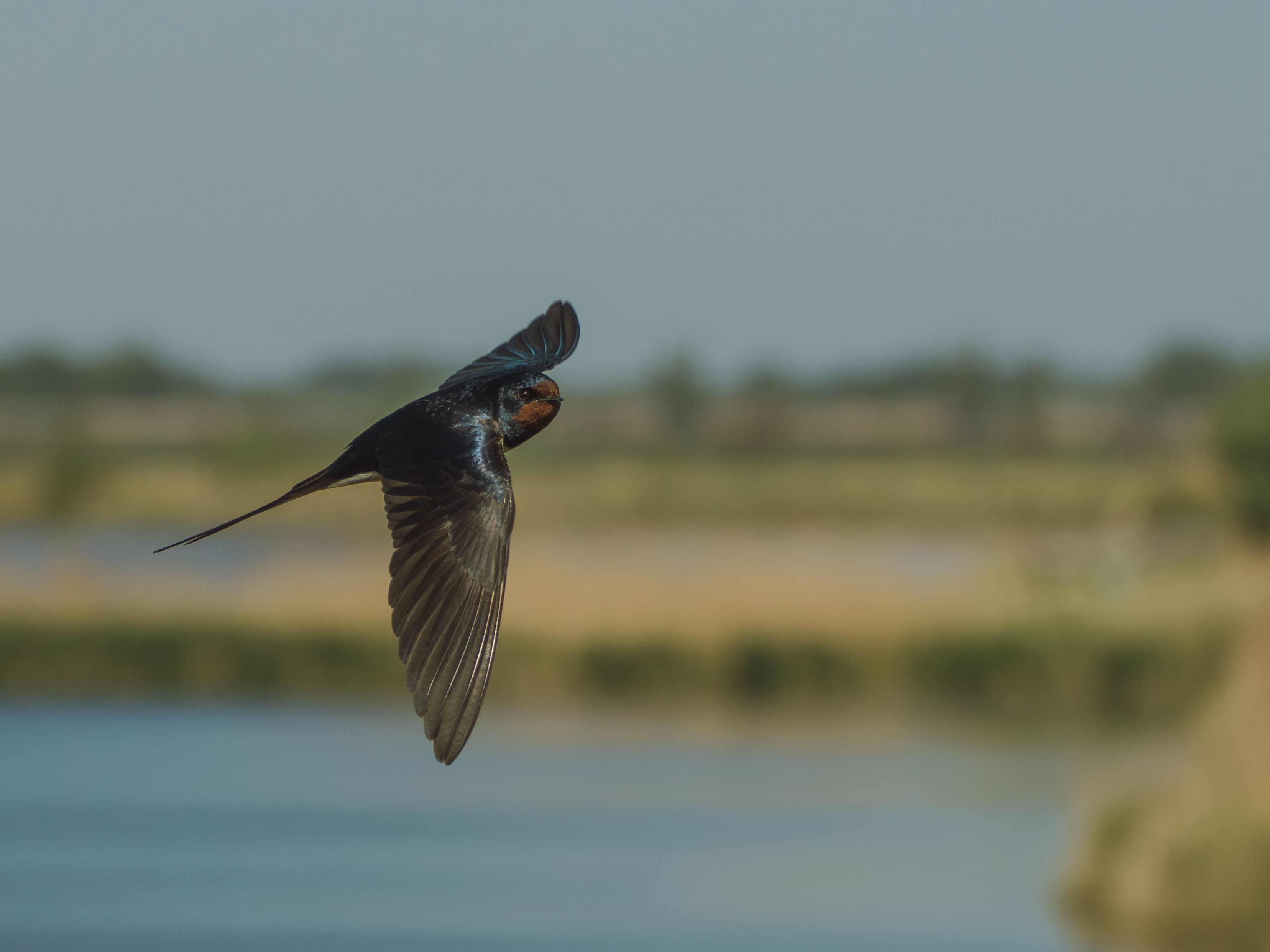 Barn Swallow in Flight Over Tranquil Waters · Free Stock Photo