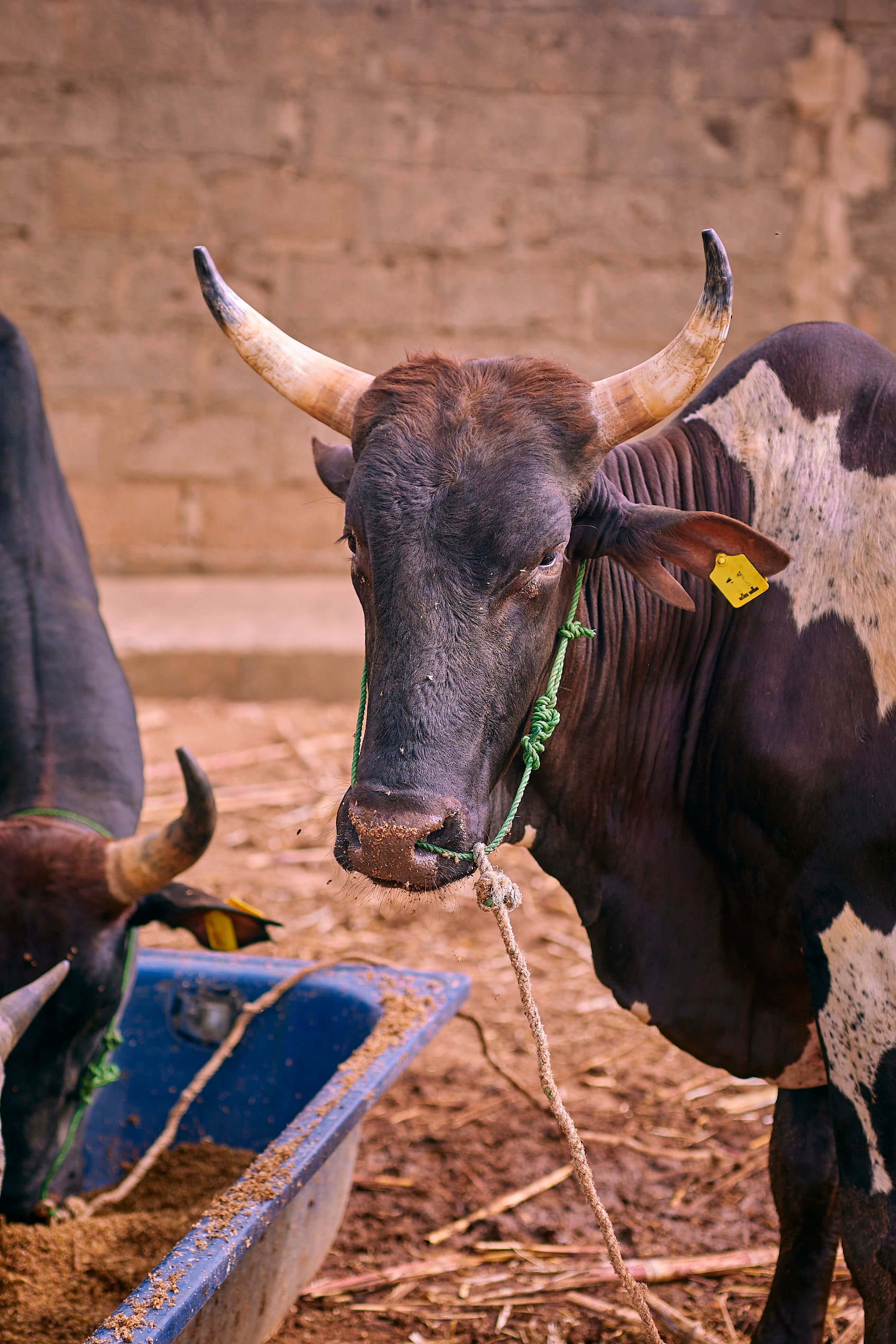 Malay Cow Photos, Download The BEST Free Malay Cow Stock Photos & HD Images