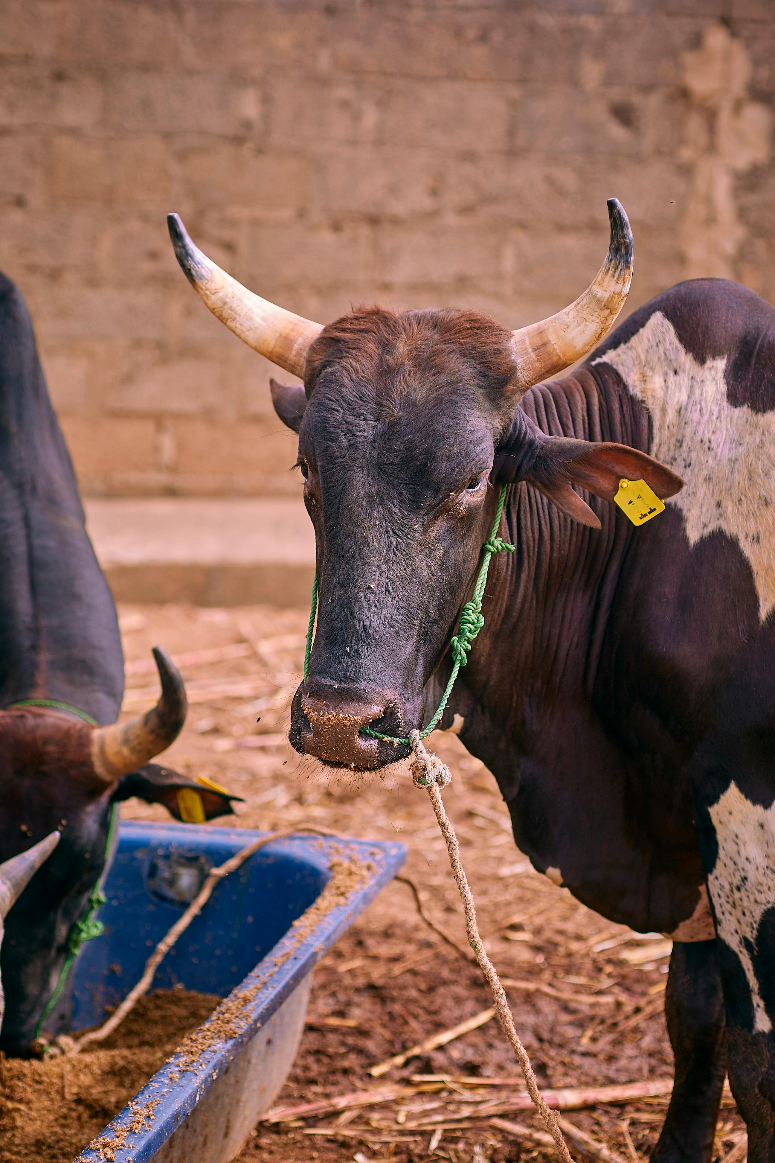 Rope Horns Photos, Download The BEST Free Rope Horns Stock Photos & HD ...