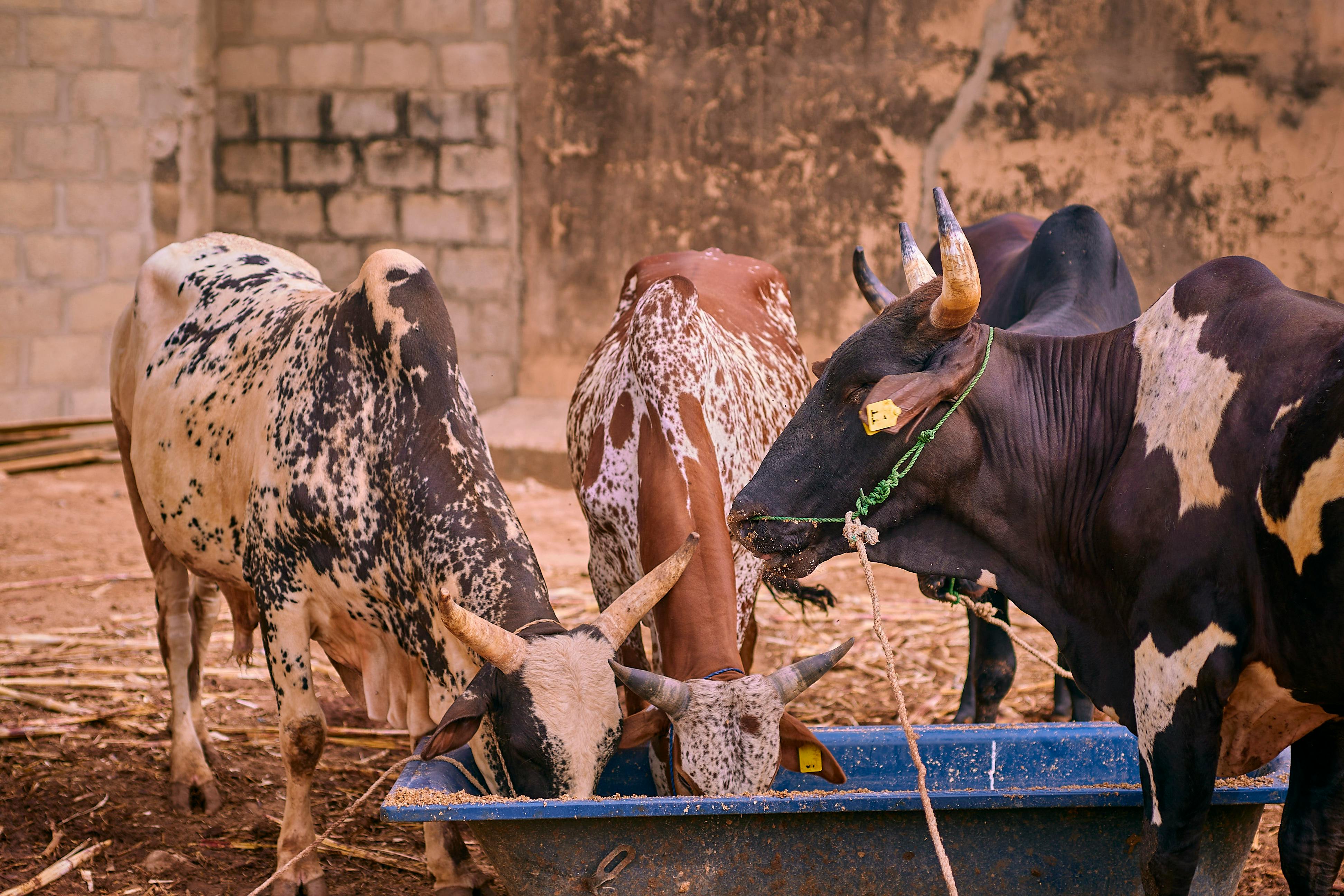 Colorful Nguni Cattle Feeding in Rural Pen · Free Stock Photo