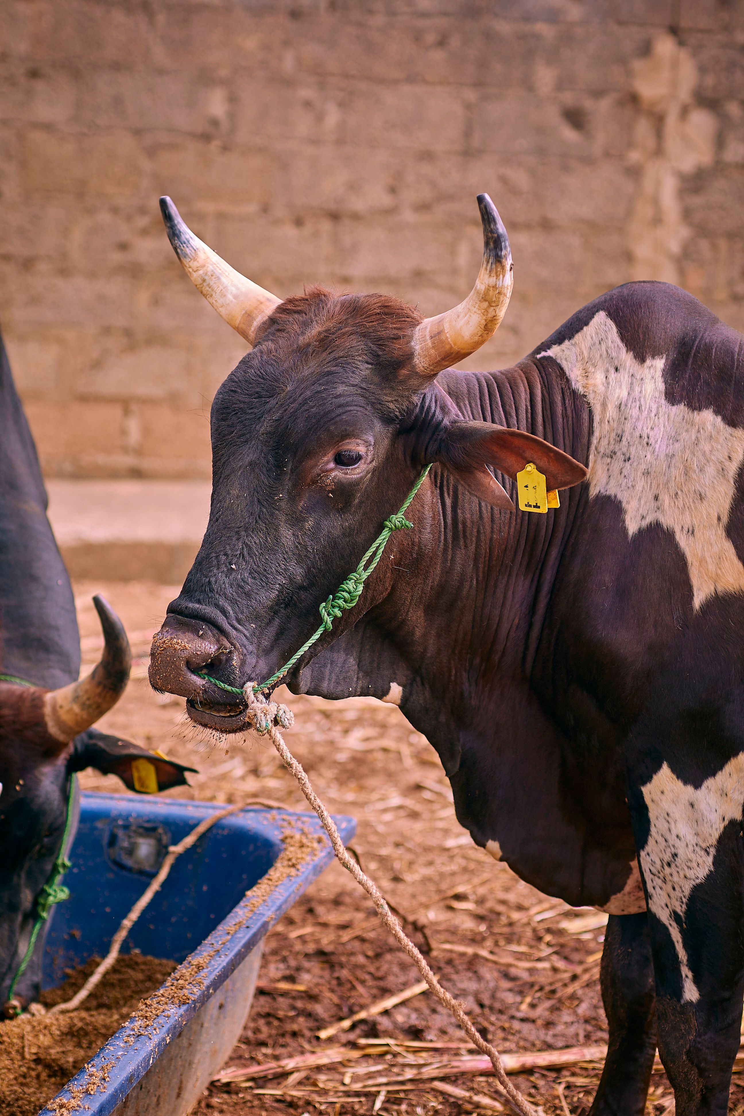 Close-up of Cattle Eating in Barn · Free Stock Photo