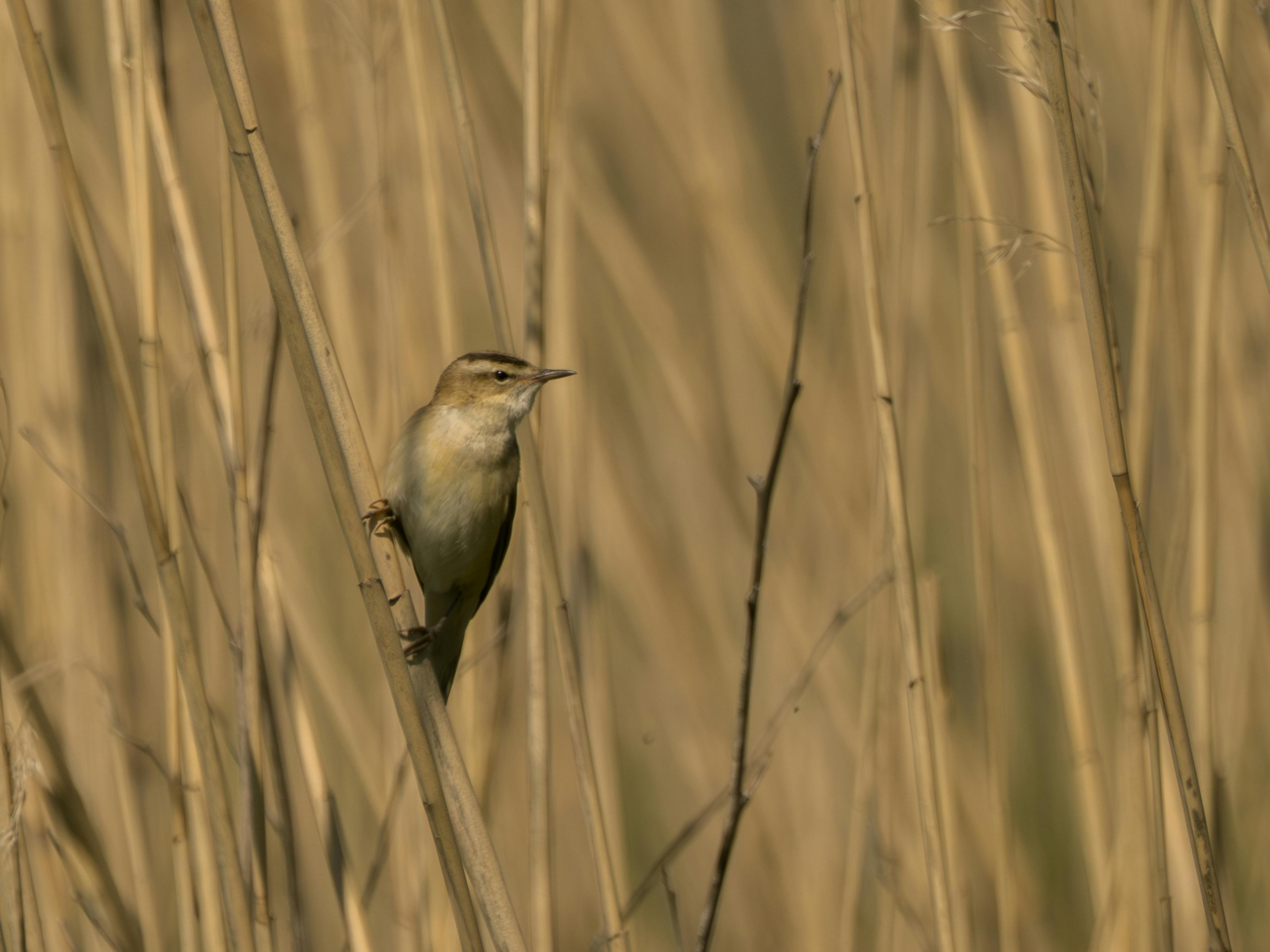 Sedge Warbler Perched in Reed Habitat · Free Stock Photo